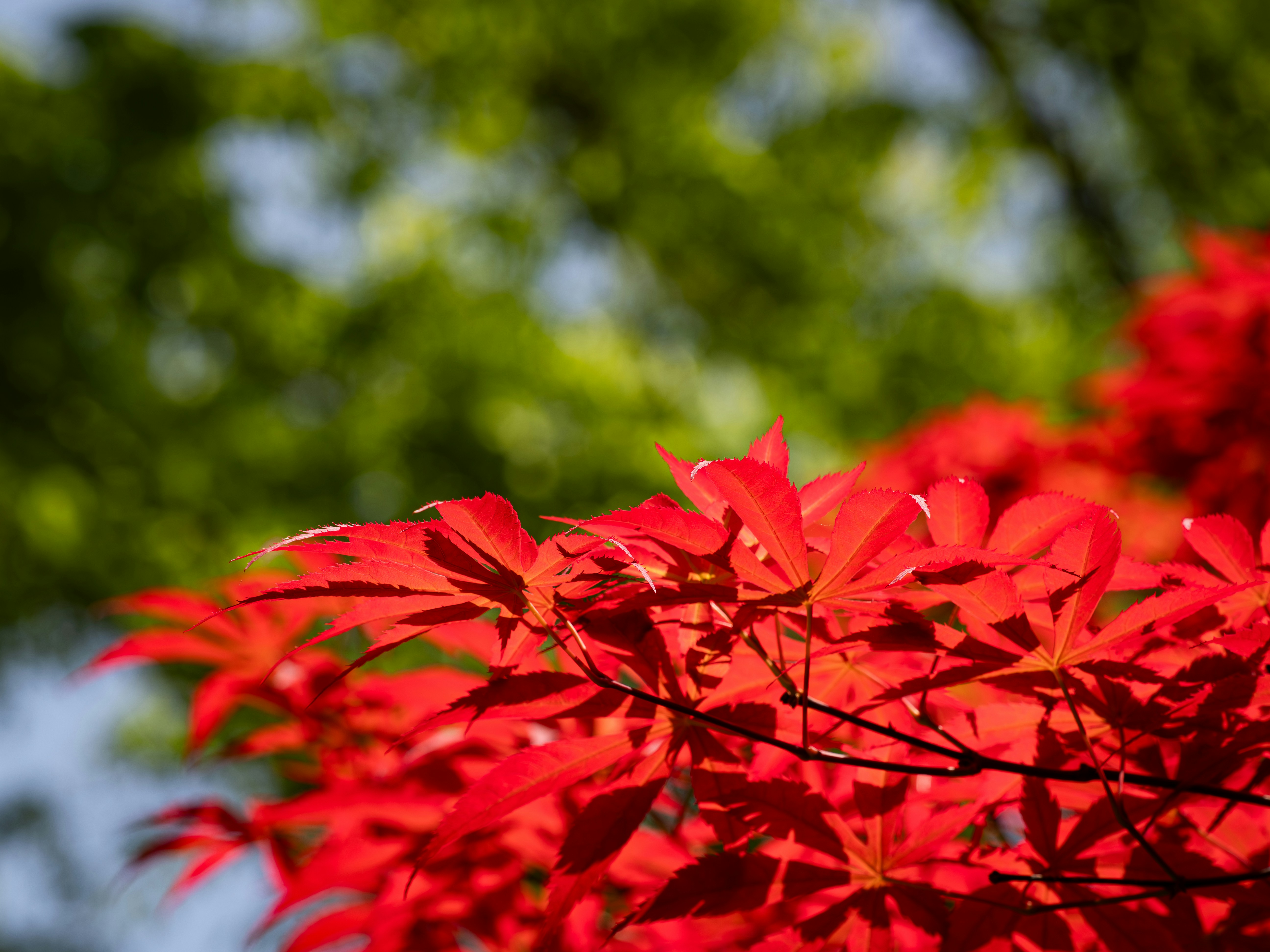 Crimson Maple in Summer Light