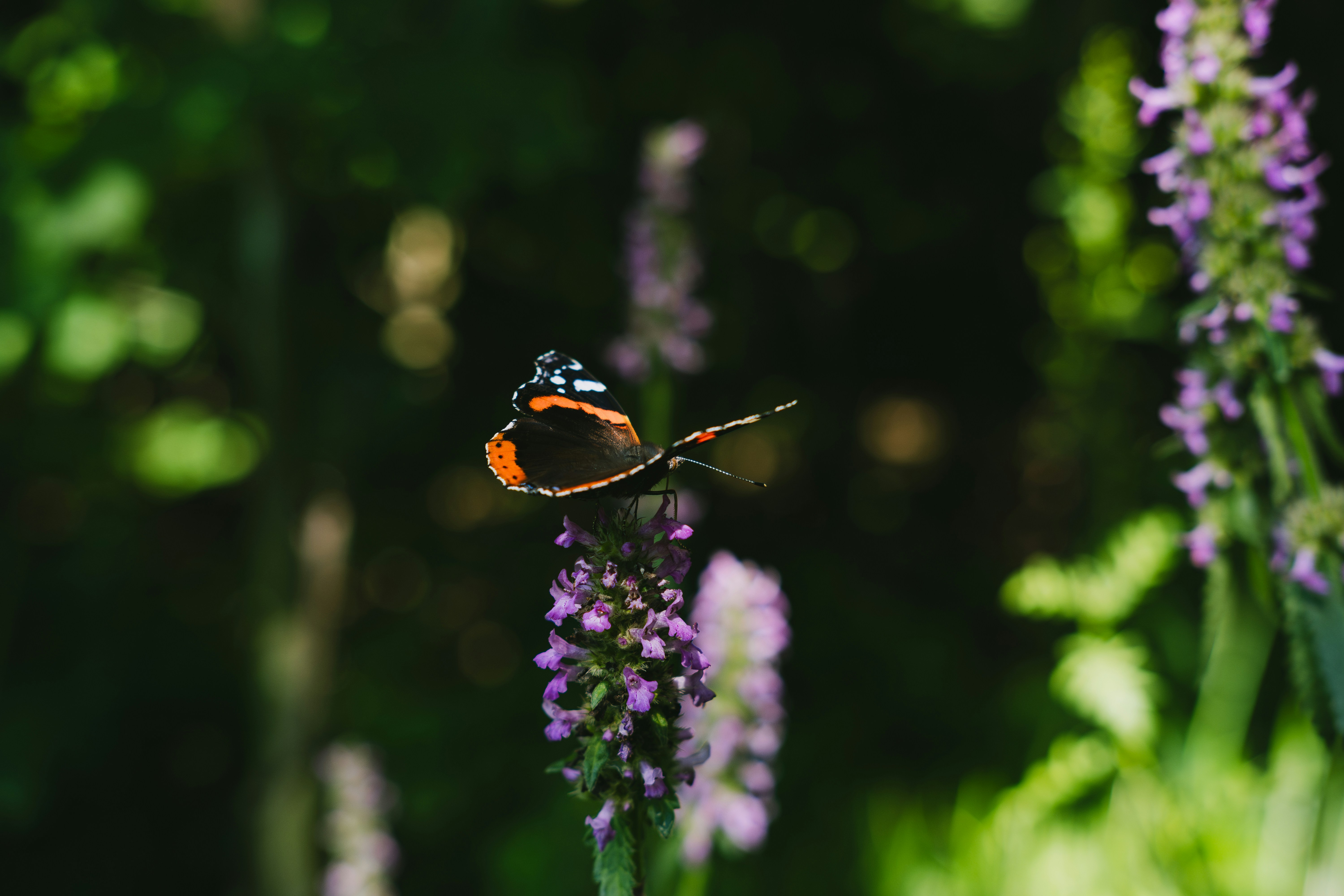 Crimson-winged Pause: Butterfly Rest on Lavender Spike