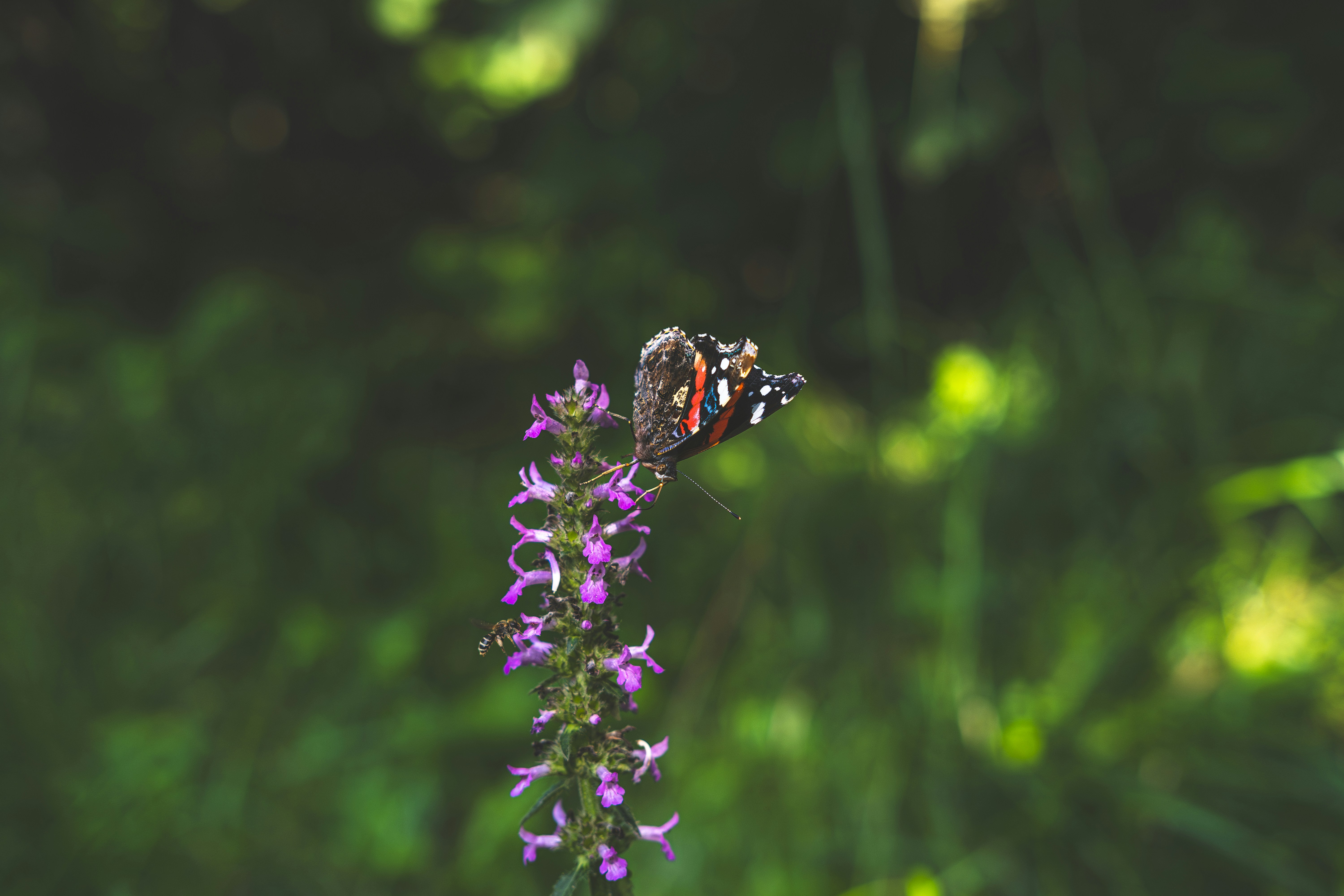 Crimson Macaque on Lavender Spire: a butterfly's perch in dappled light