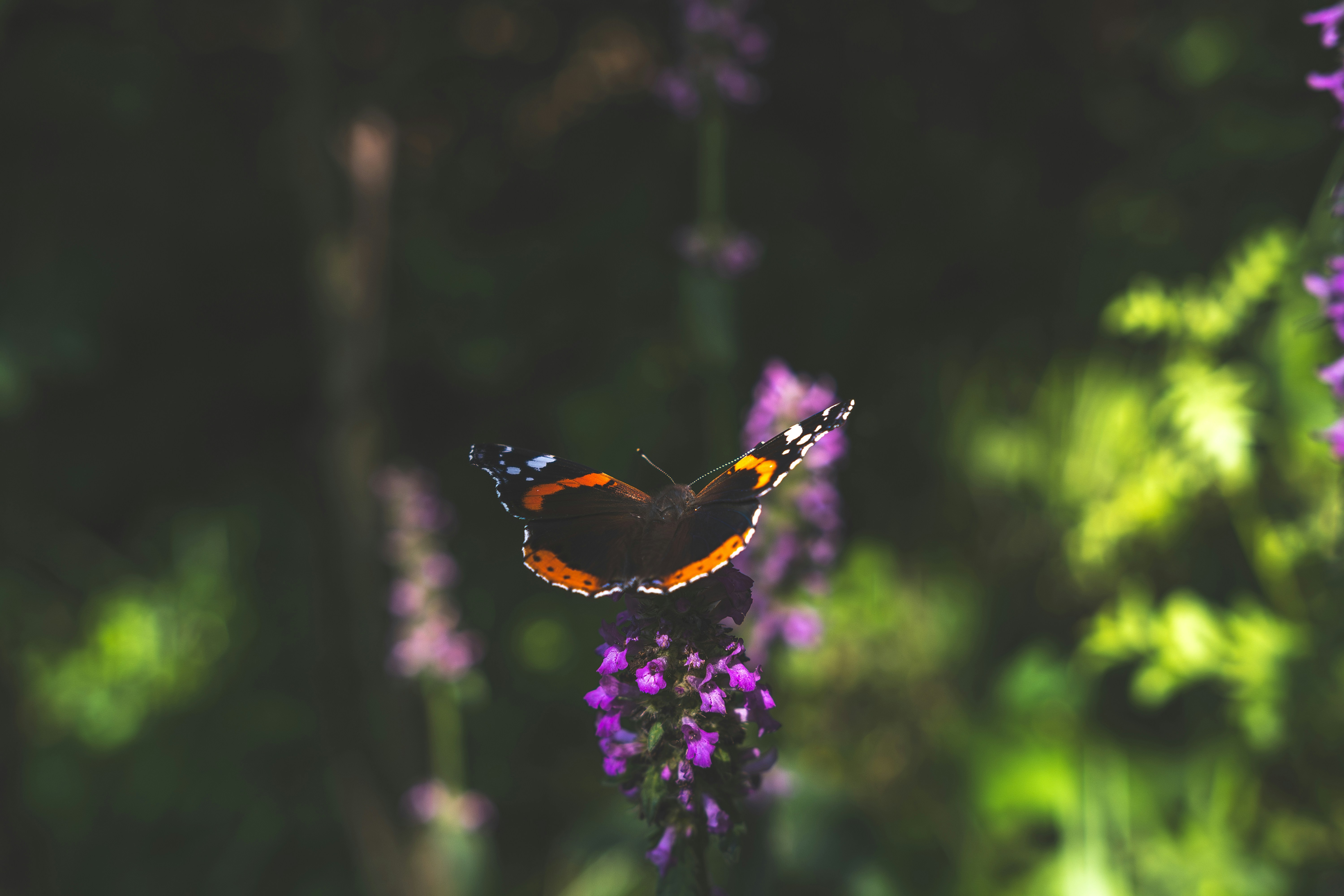 Crimson Wings on Lavender: A Hovering Moment