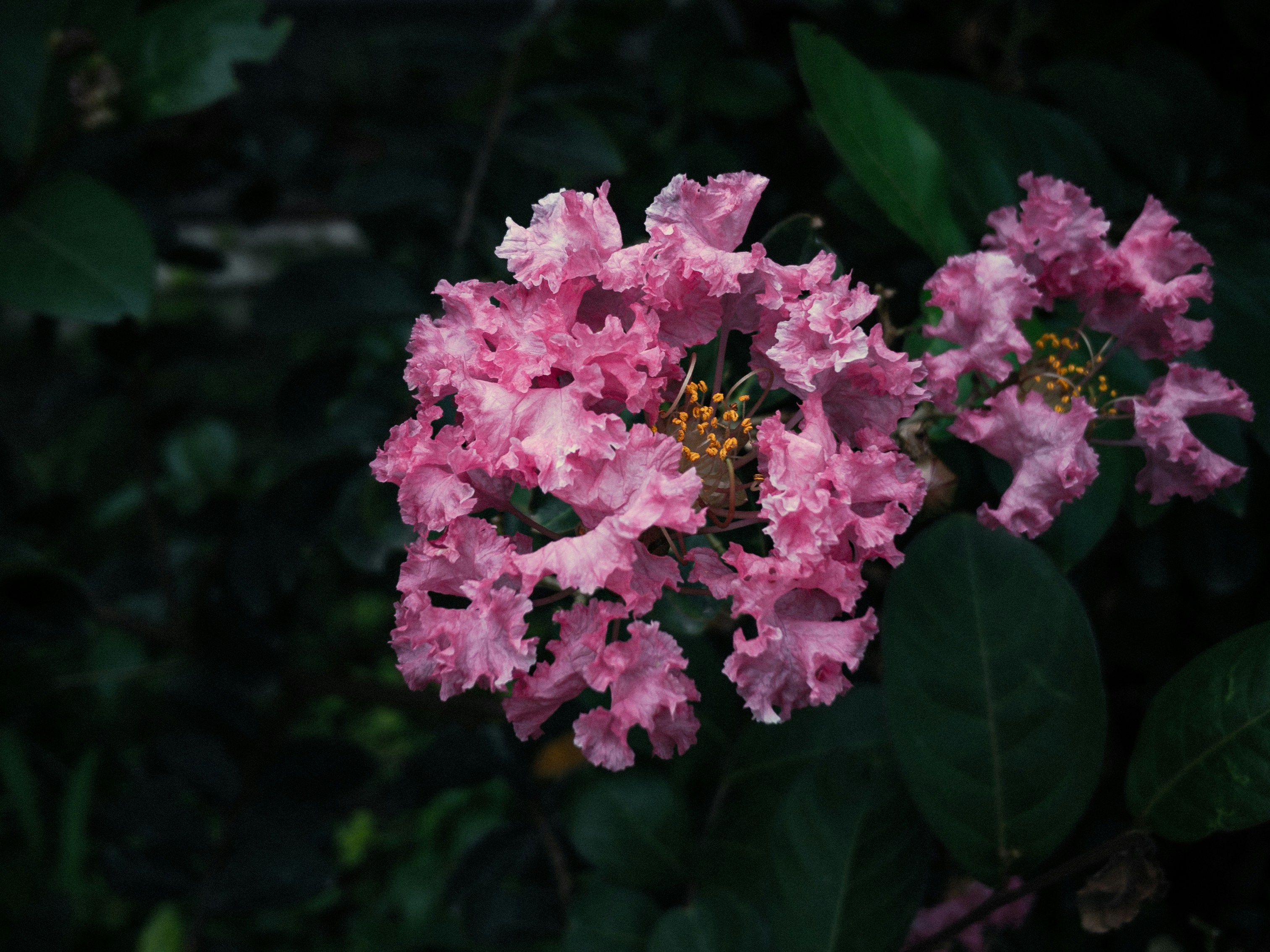 Pink Hydrangea Bloom in Partial Shade