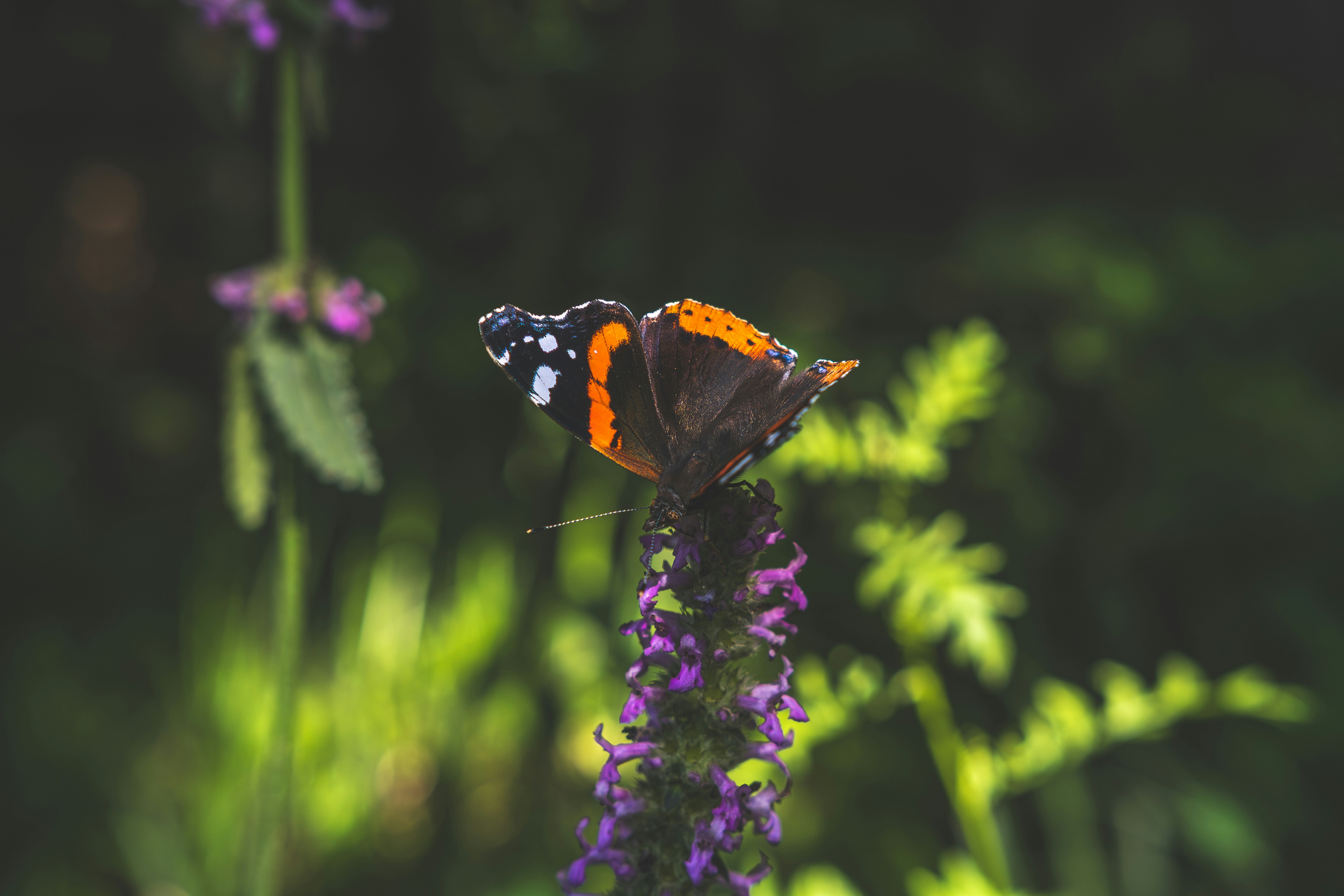Vivid Glide: A Painted Butterfly on a Lavender Stalk