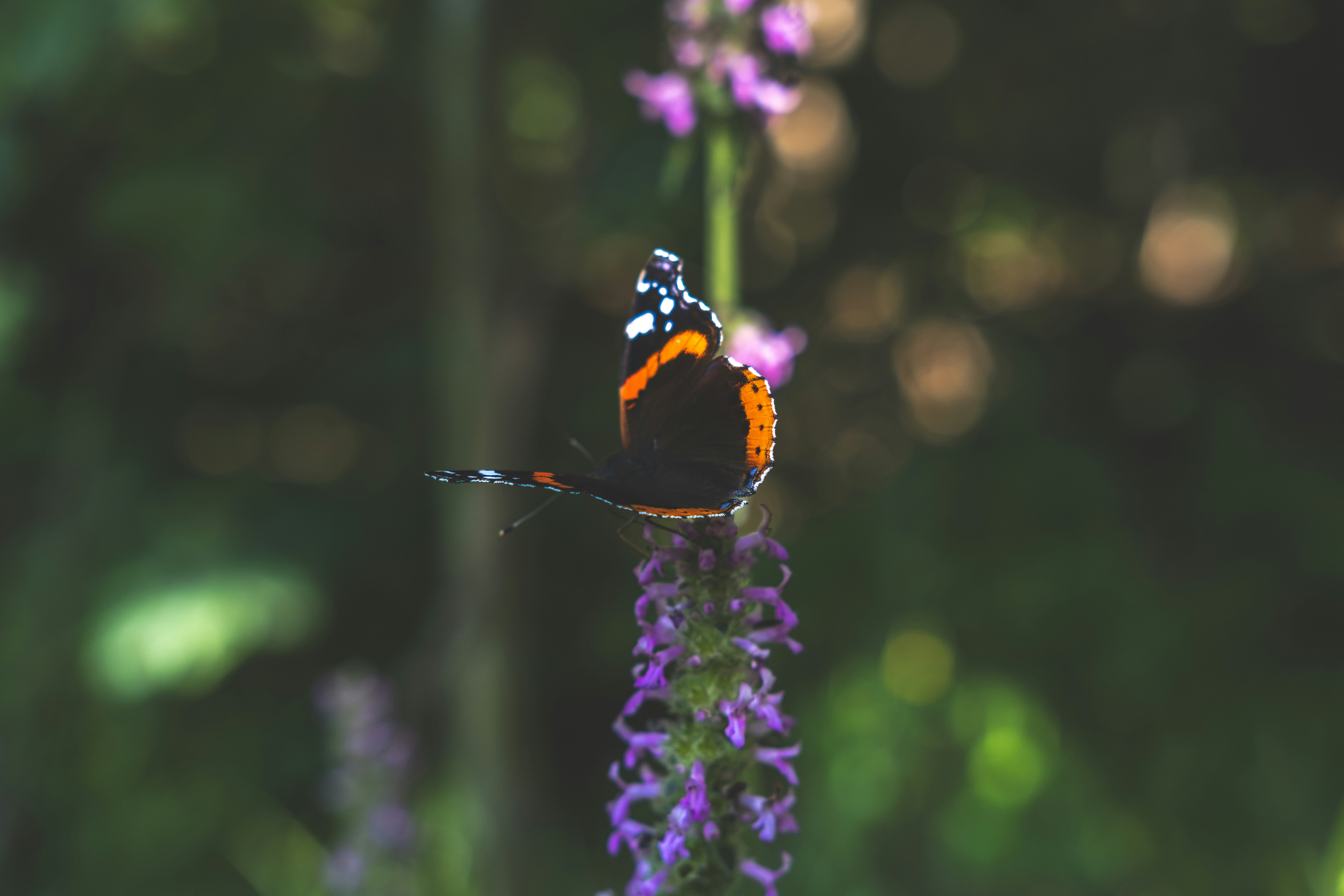 Tail-on Butterfly Silhouette on Lavender Spike