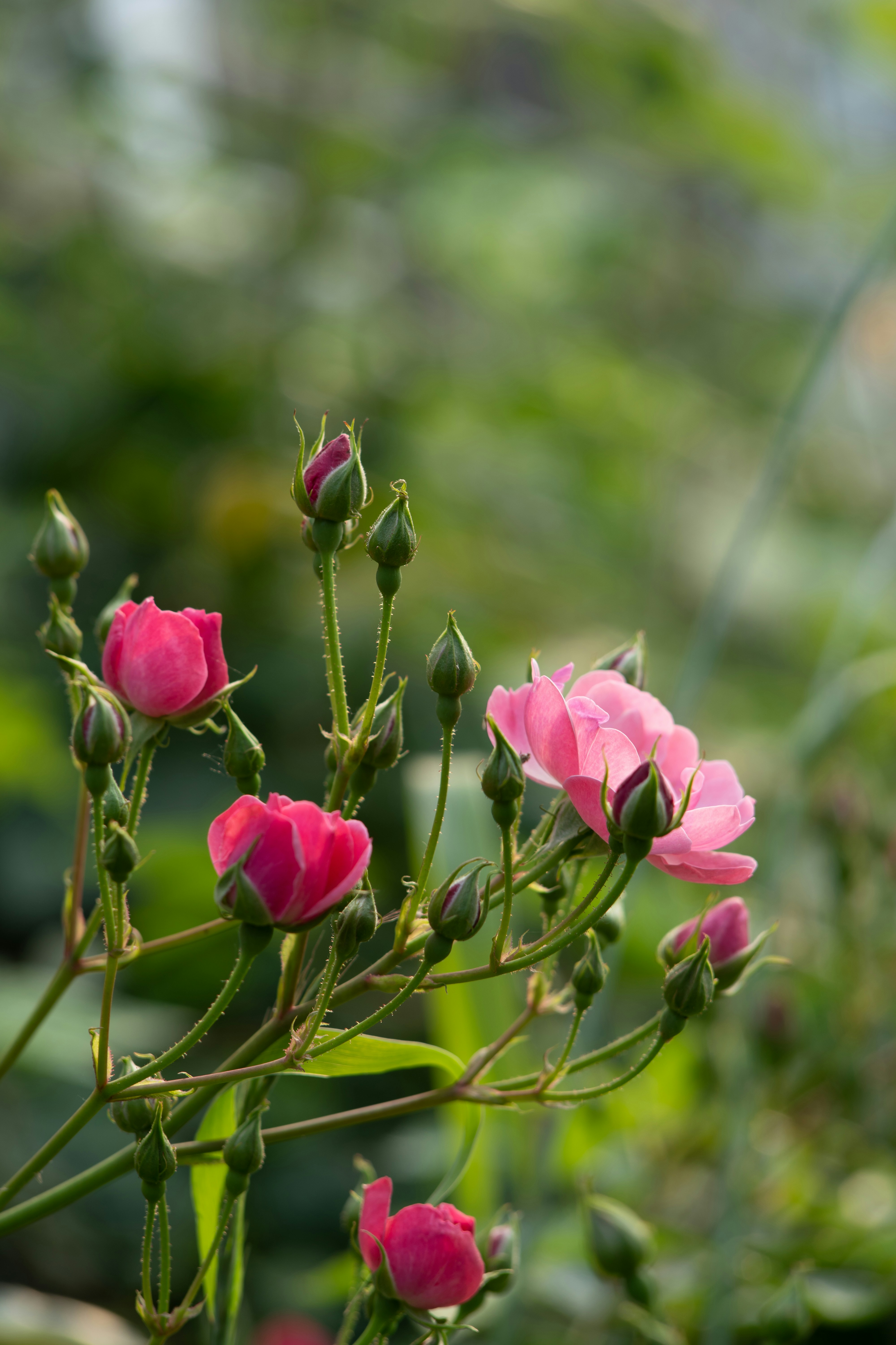 Pink rose cluster in a sunlit garden blur