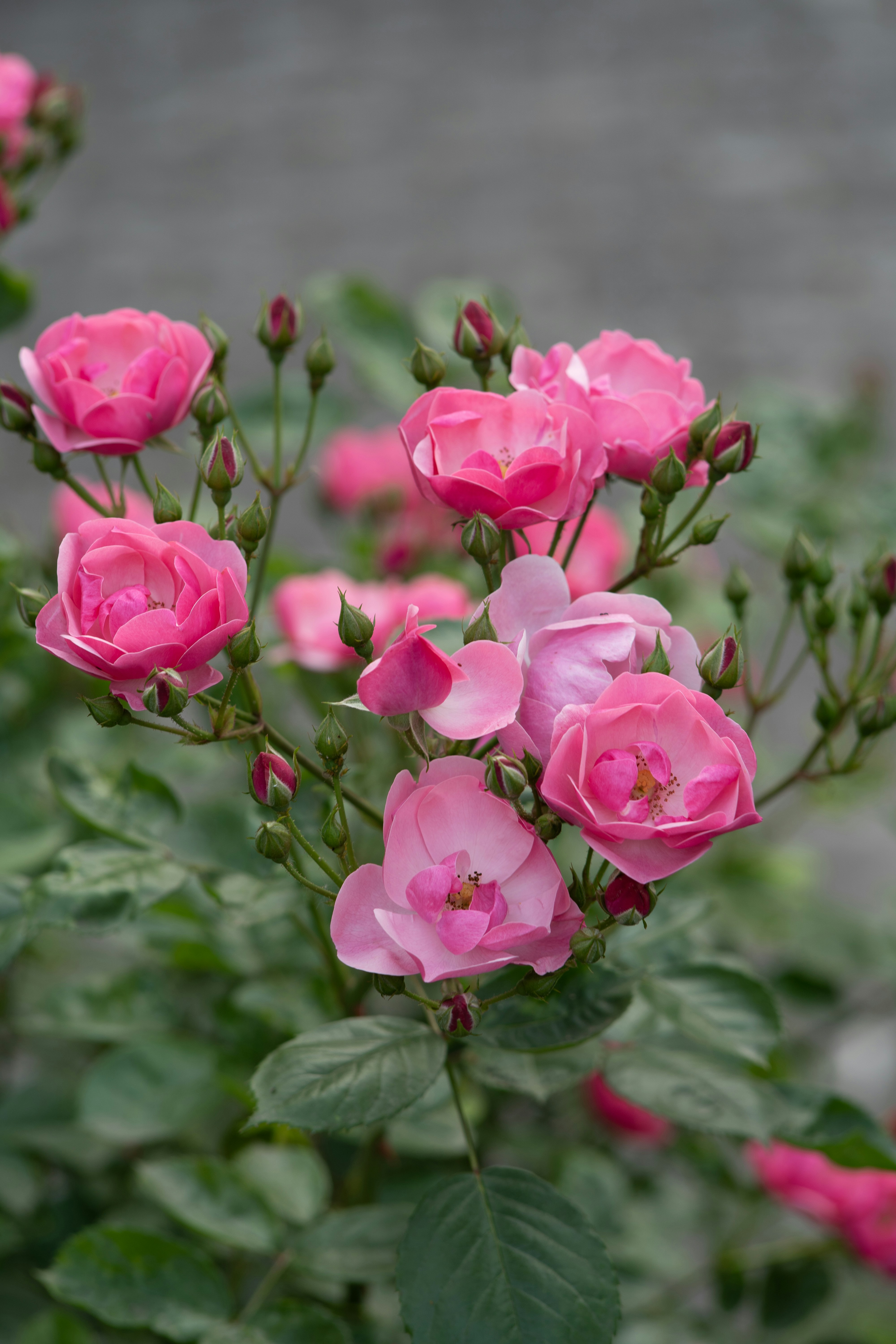 Pink Rose Cluster in Soft Focus Garden