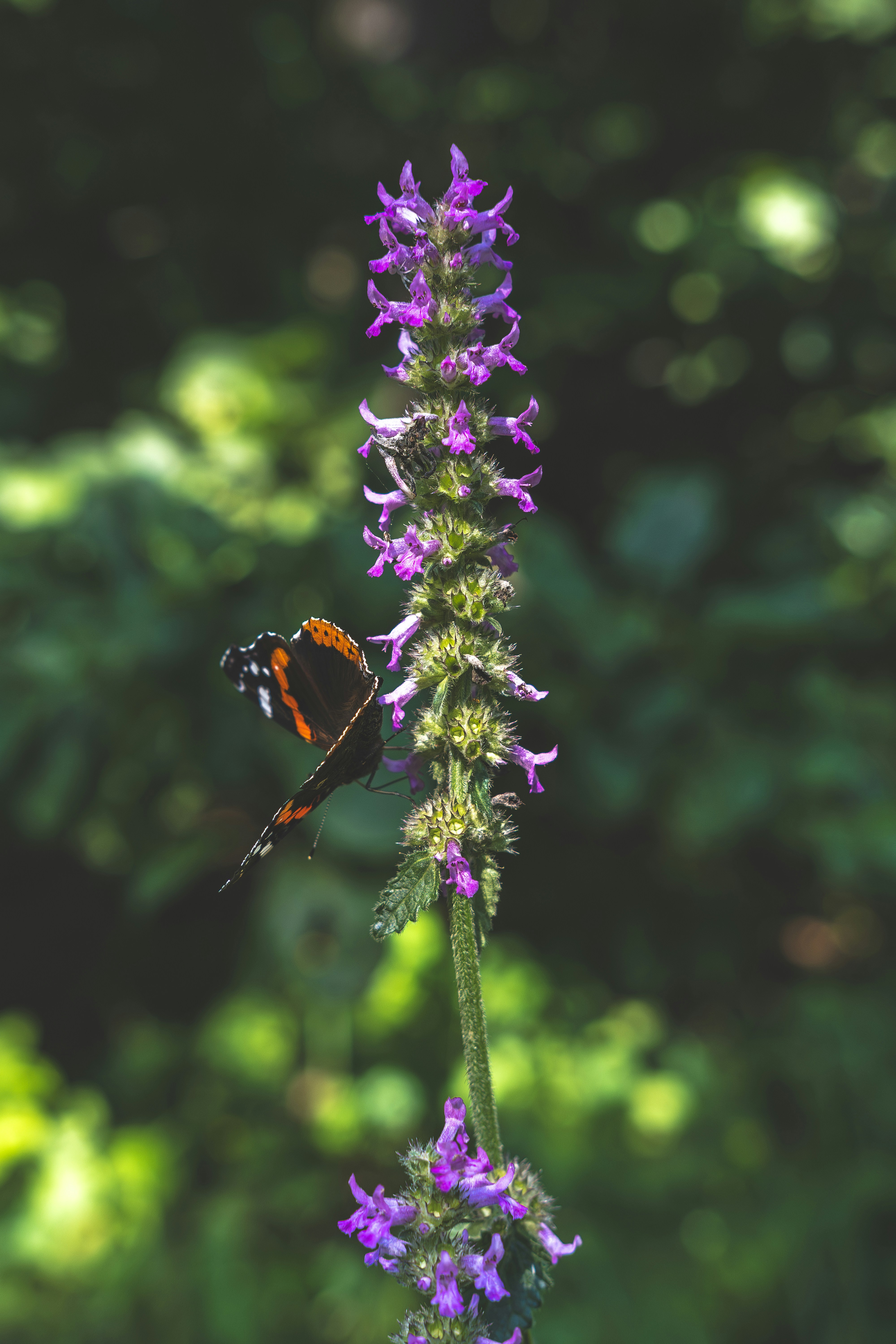 Purple Spike and Painted Wings: A Butterfly on a Garden Torch
