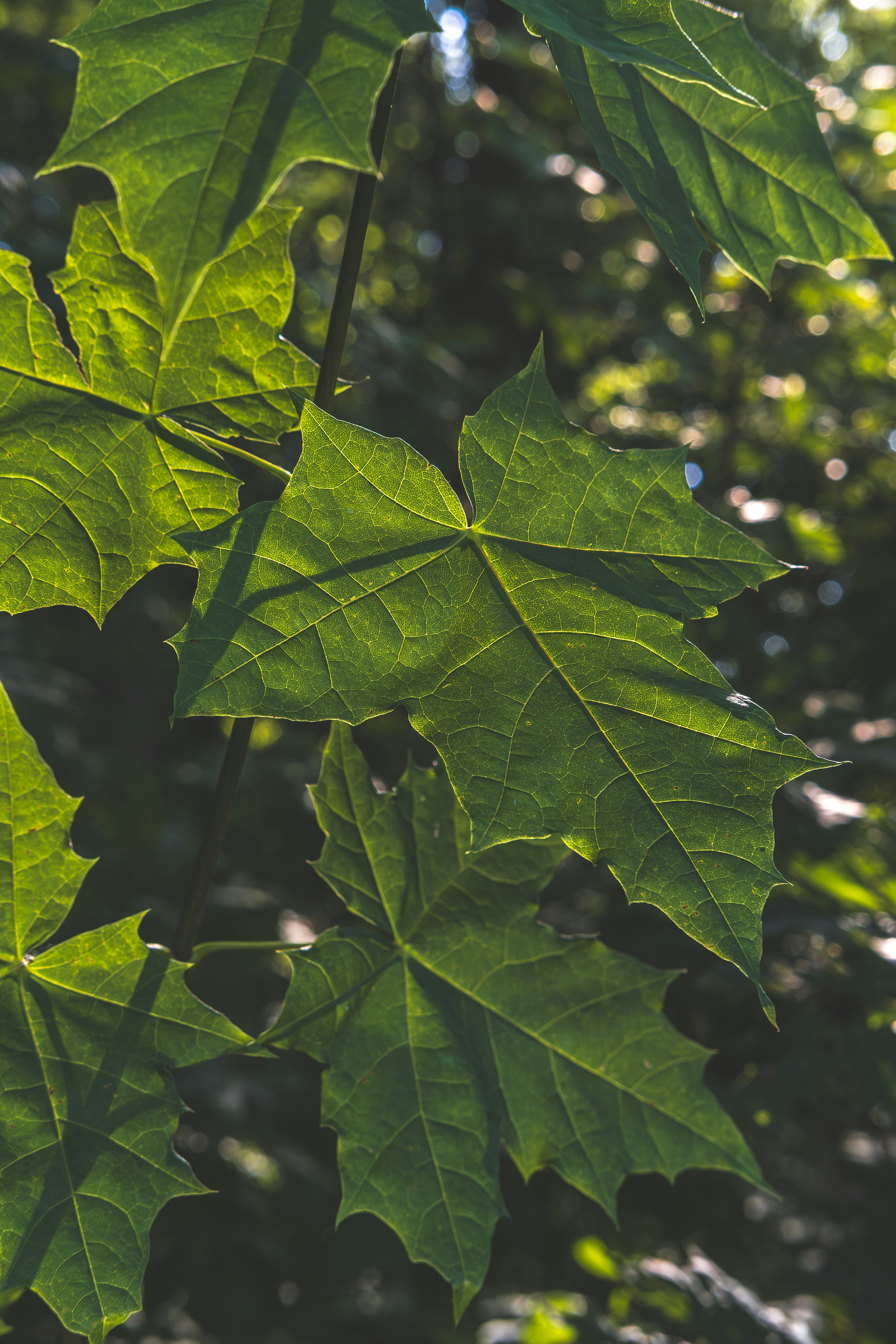 Sunlit Maple Veins: Green Leaves in Focused Light