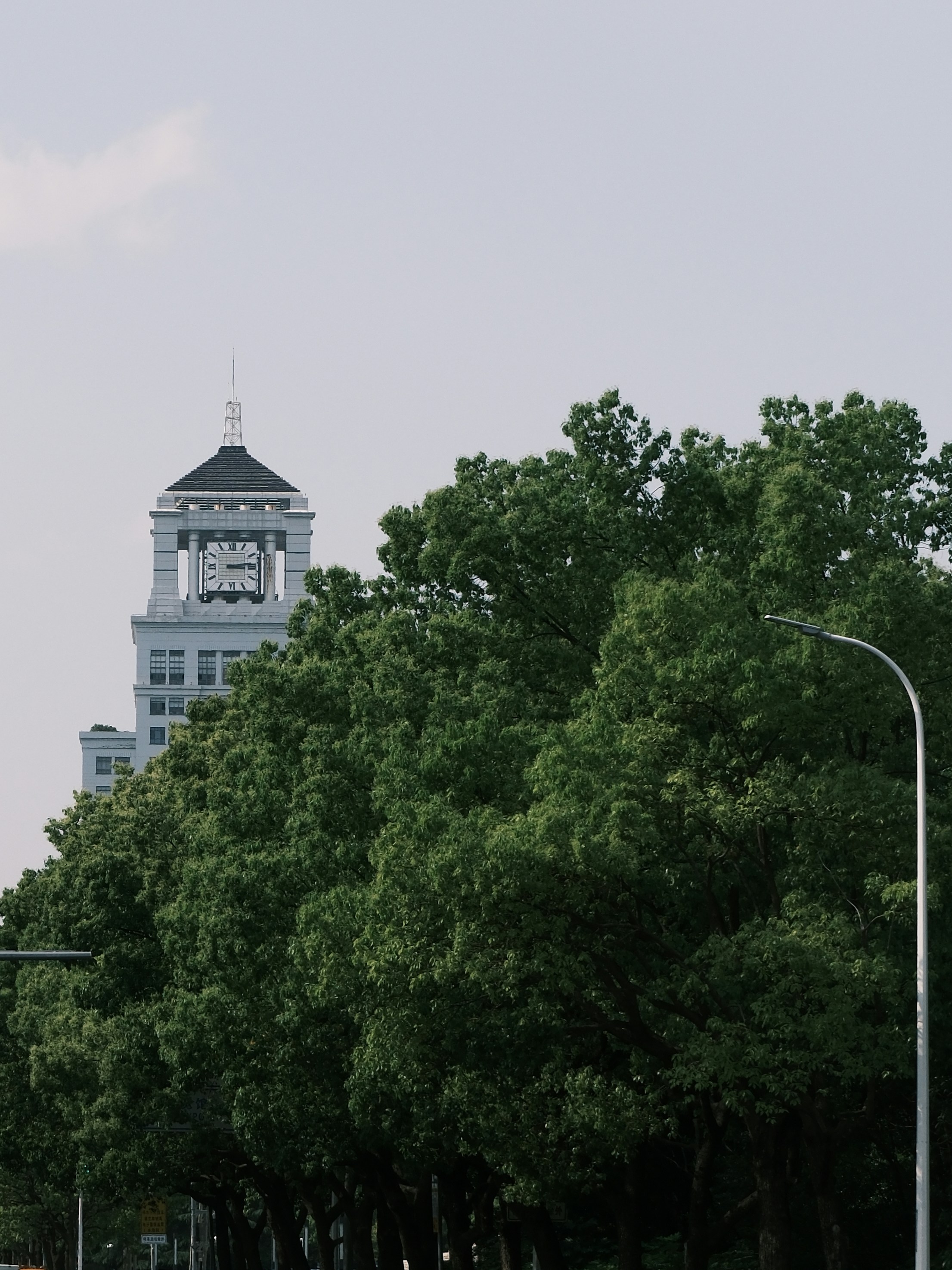 Clock Tower Amid Urban Canopy