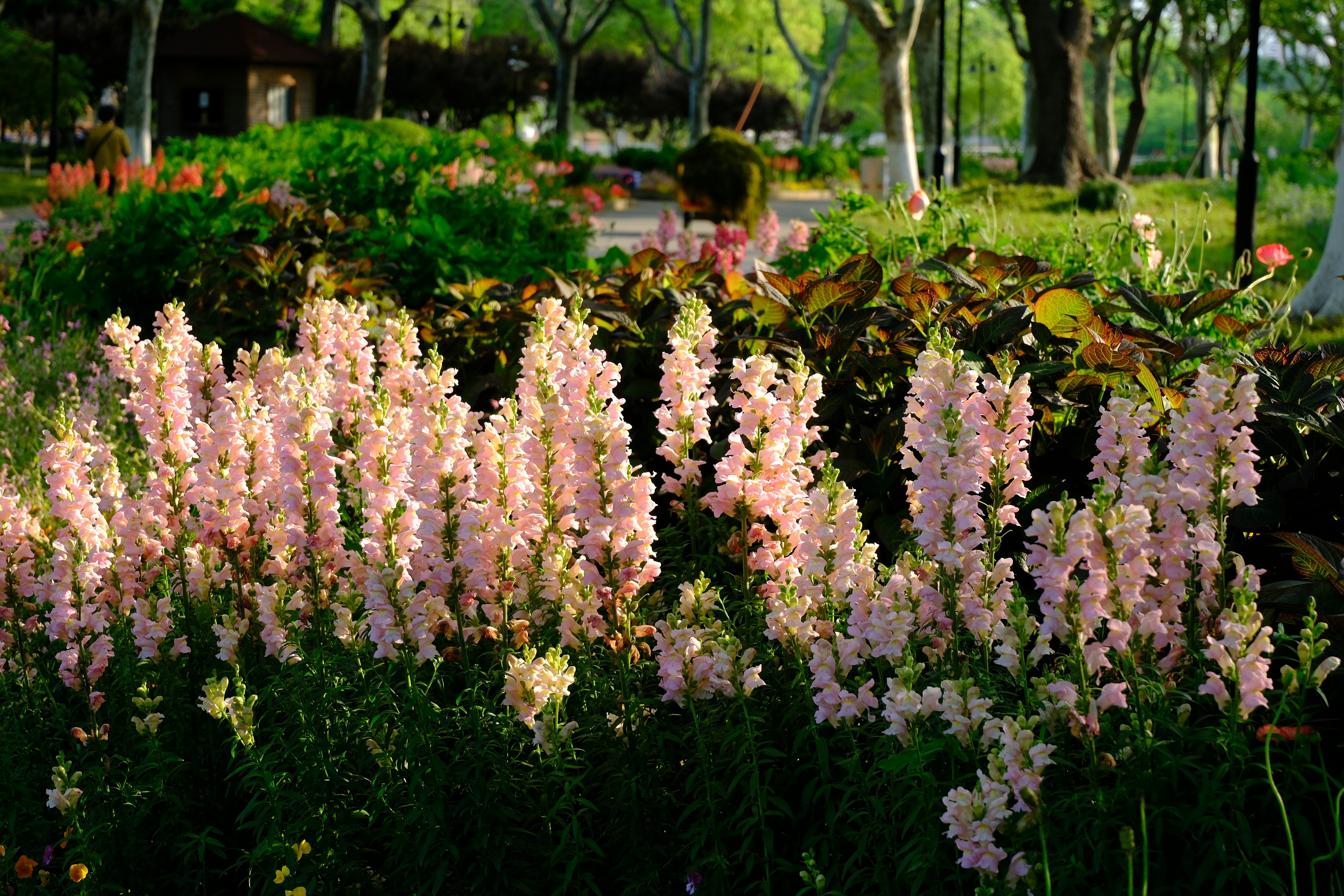 Powder-Pink Blooms in Dappled Park Light