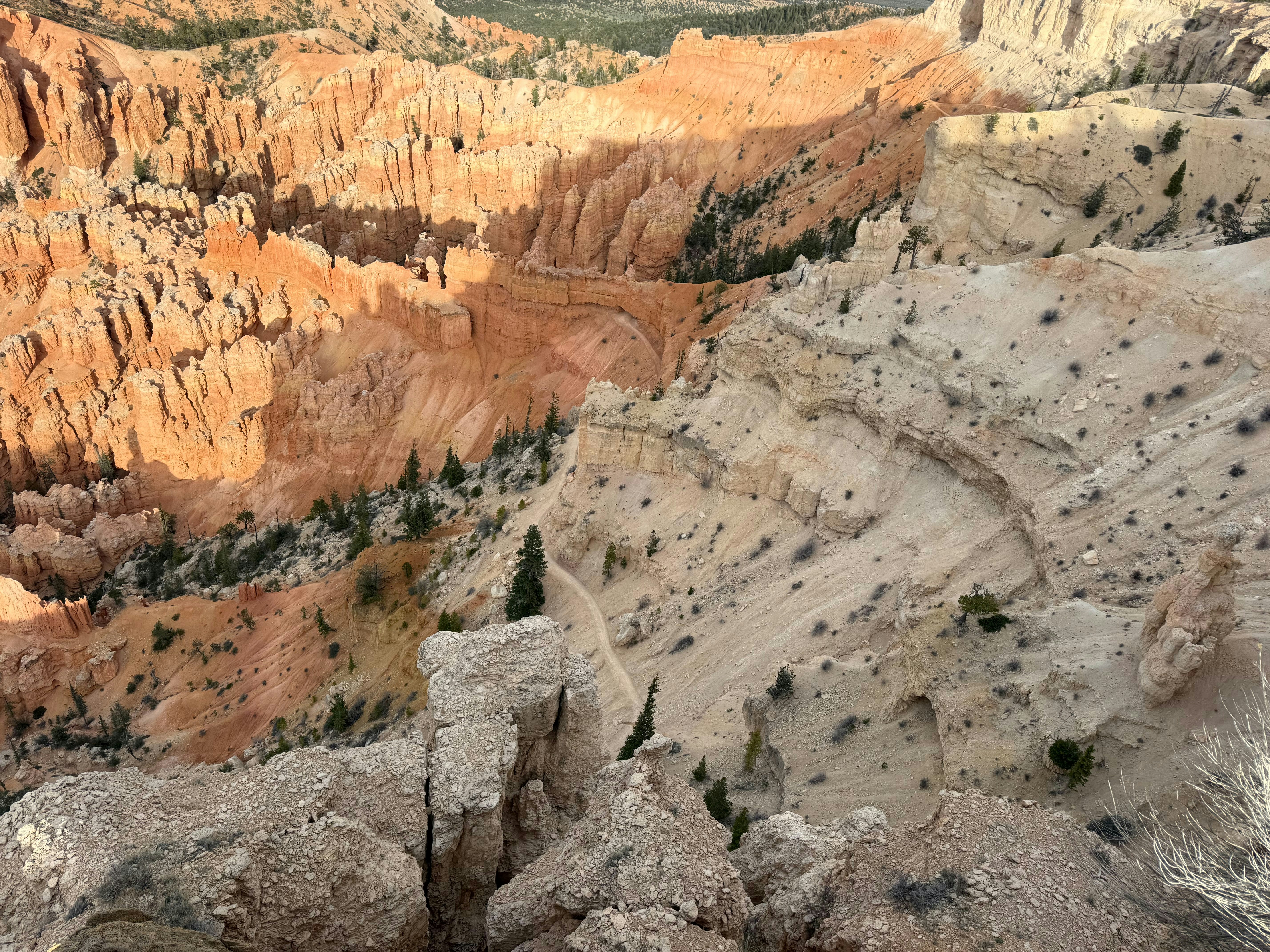 Grand Canyon-Style Canyon Wall Streaks: Warm Layers of Rock and Sparse Pines