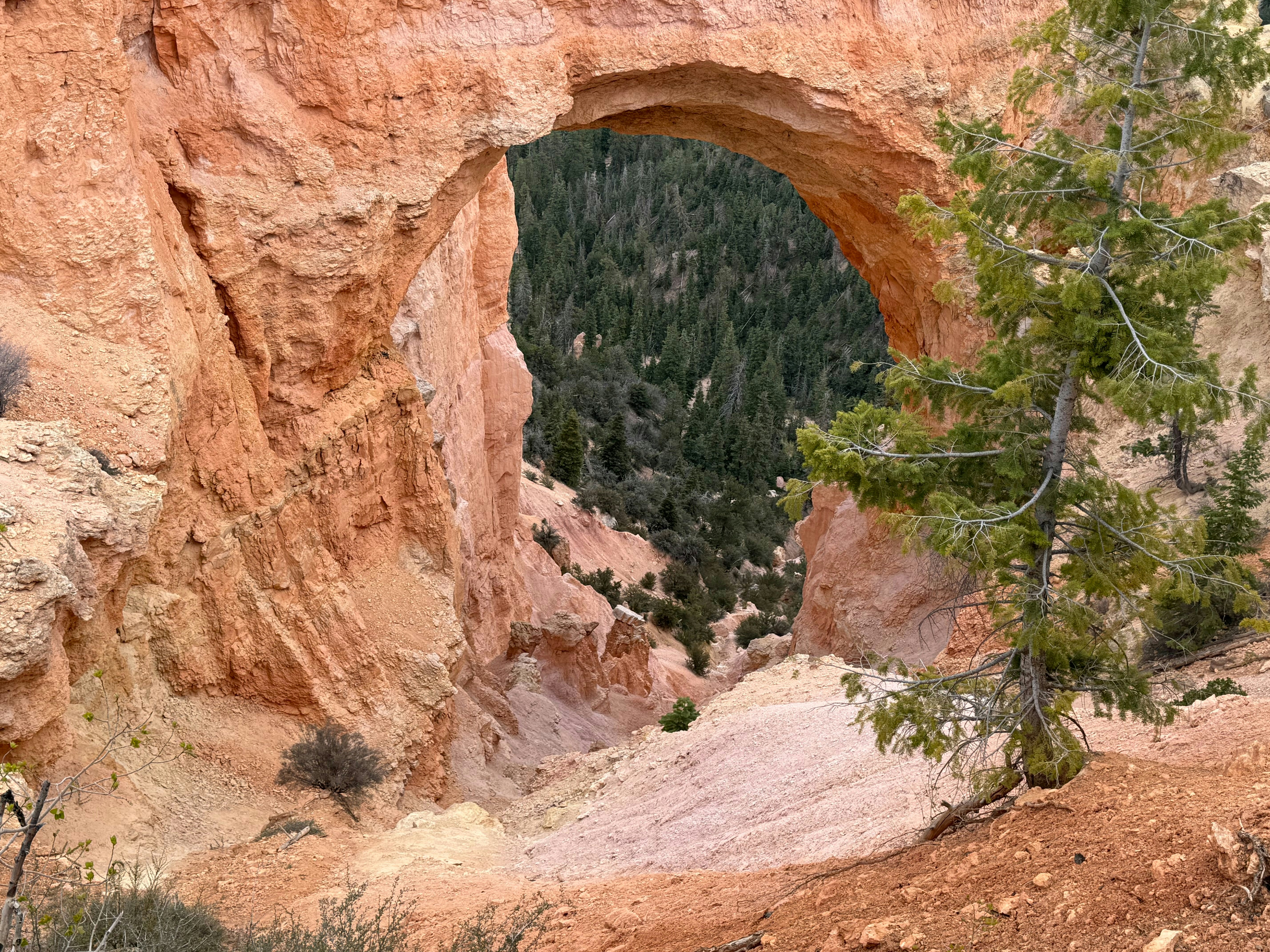 Red Rock Arch Framed by Forest: A Canyon Window