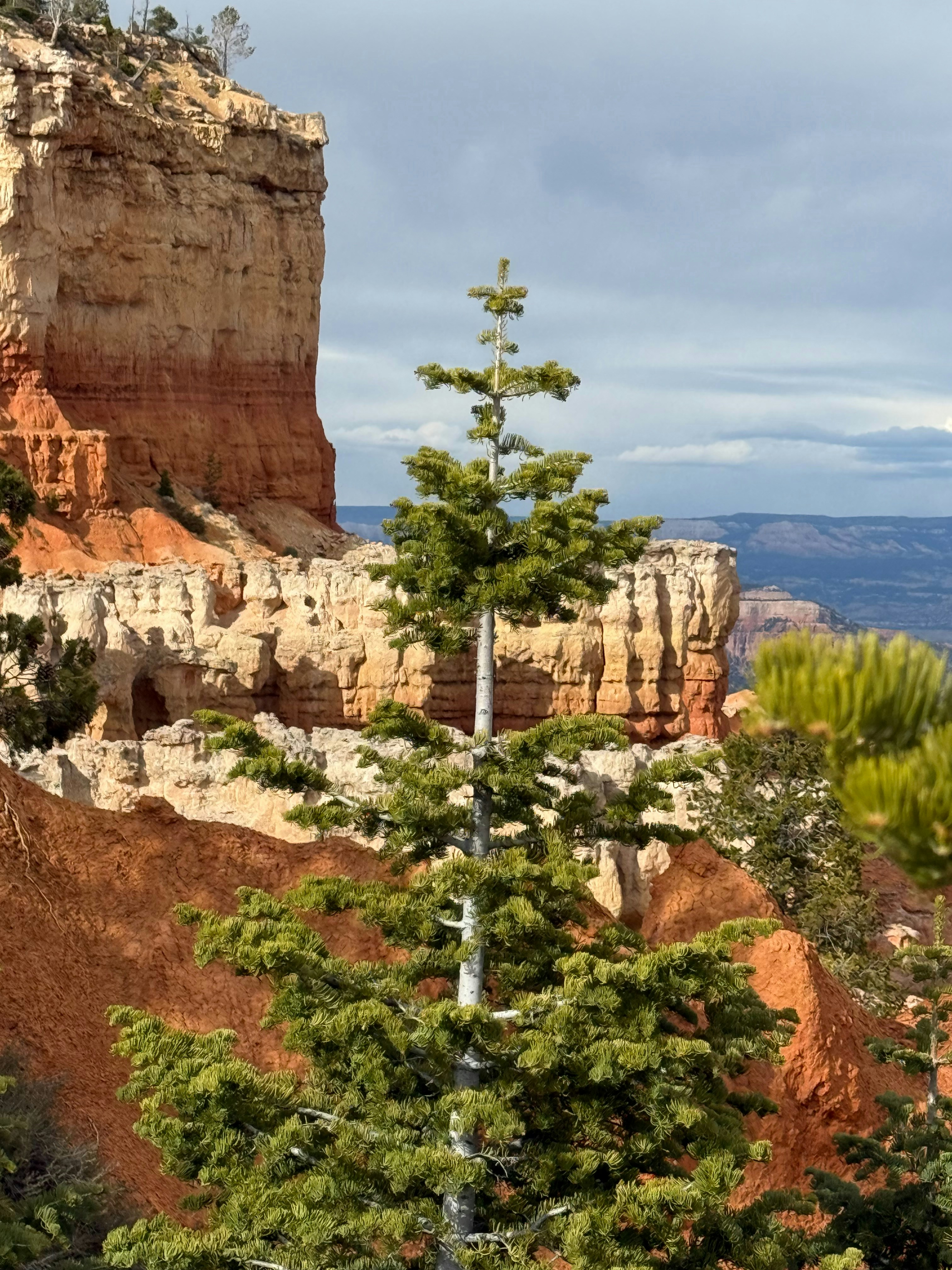 Cedar Colonnade: A Lone Tree Amid Canyon Faces