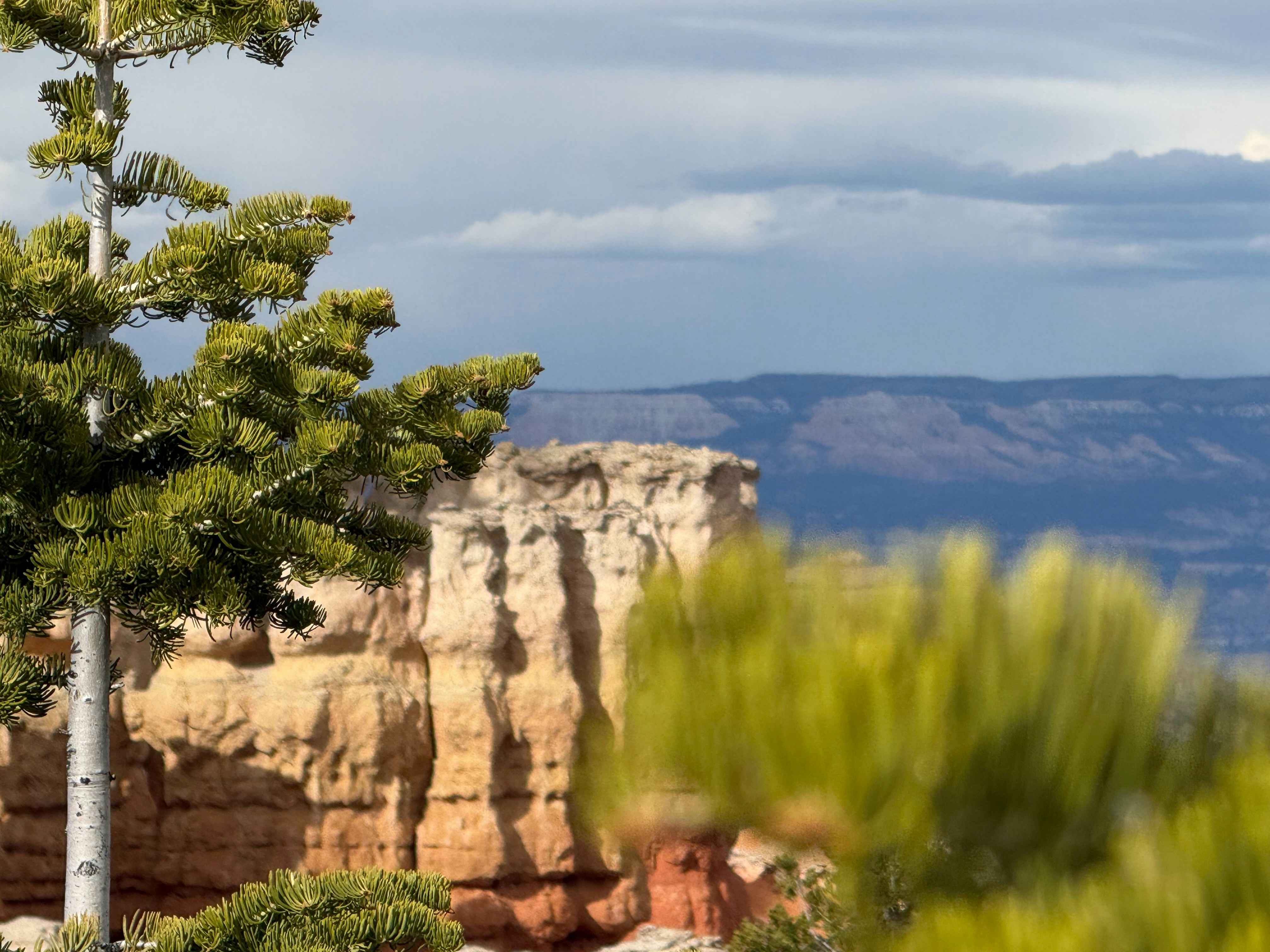 Desert Cliffs and Pine Silhouettes