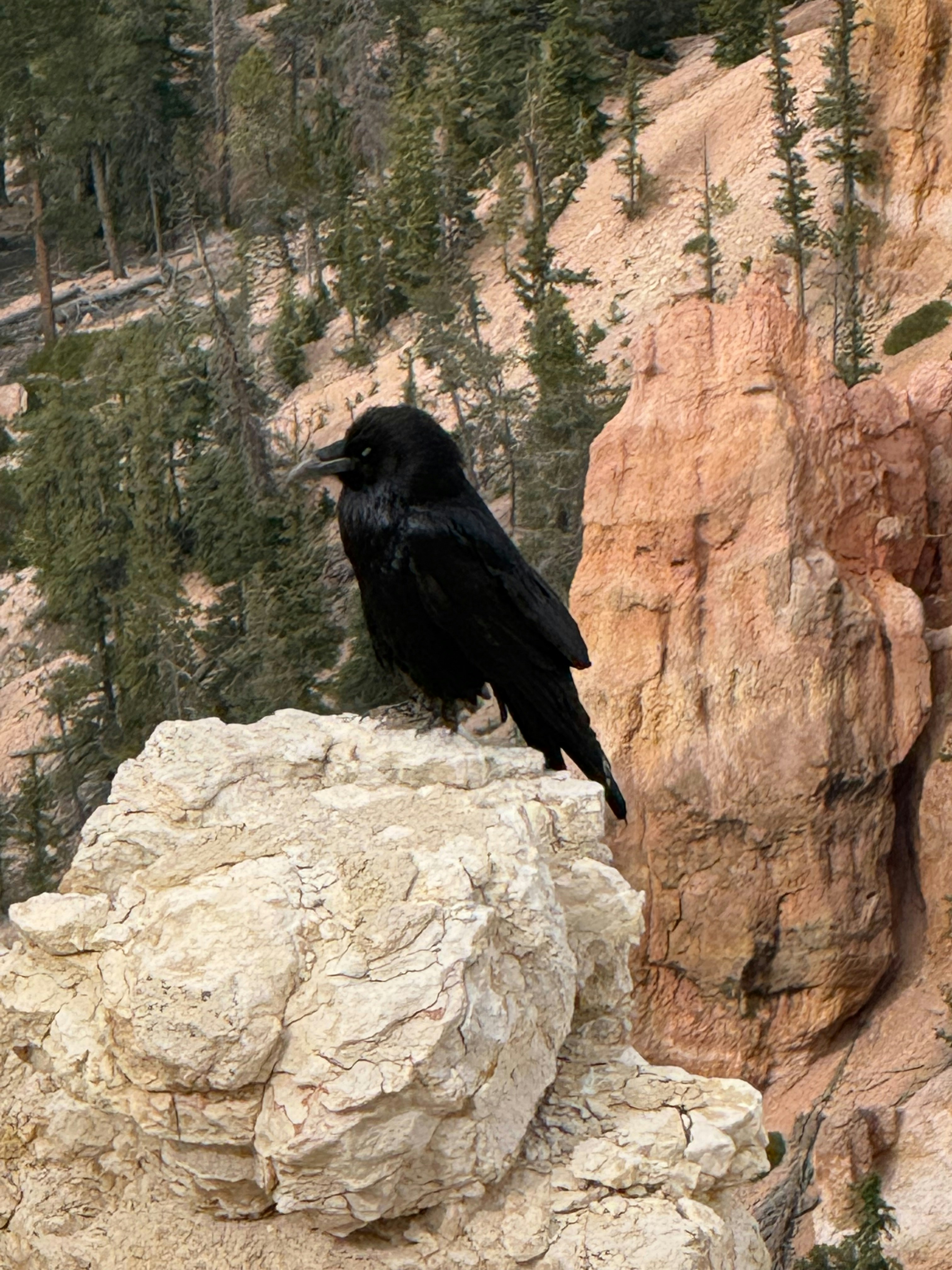 Raven Perched on Weathered Stone Amid Canyon Pines