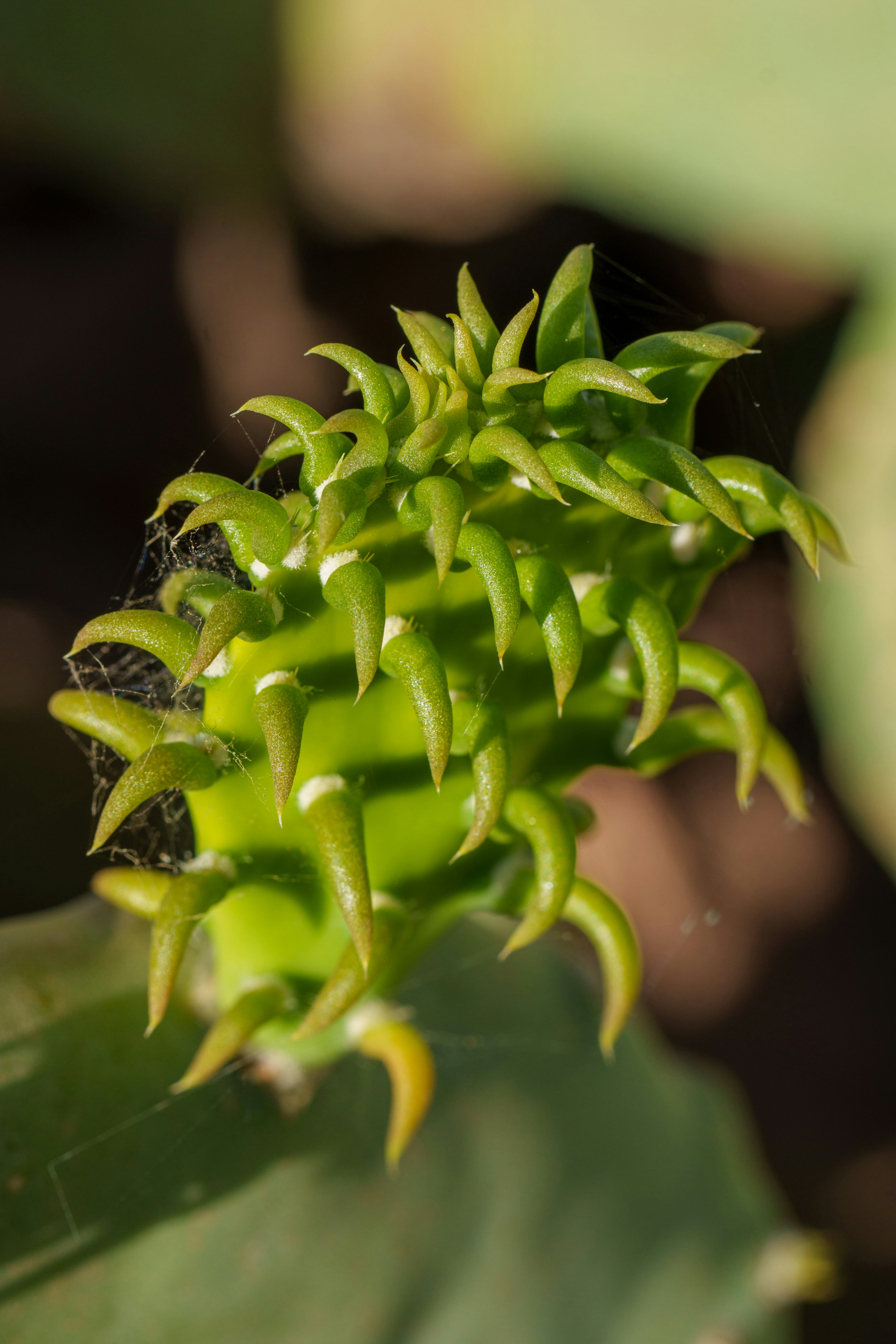 Spiky Green Emergence: A Close-Up on Plant Defence