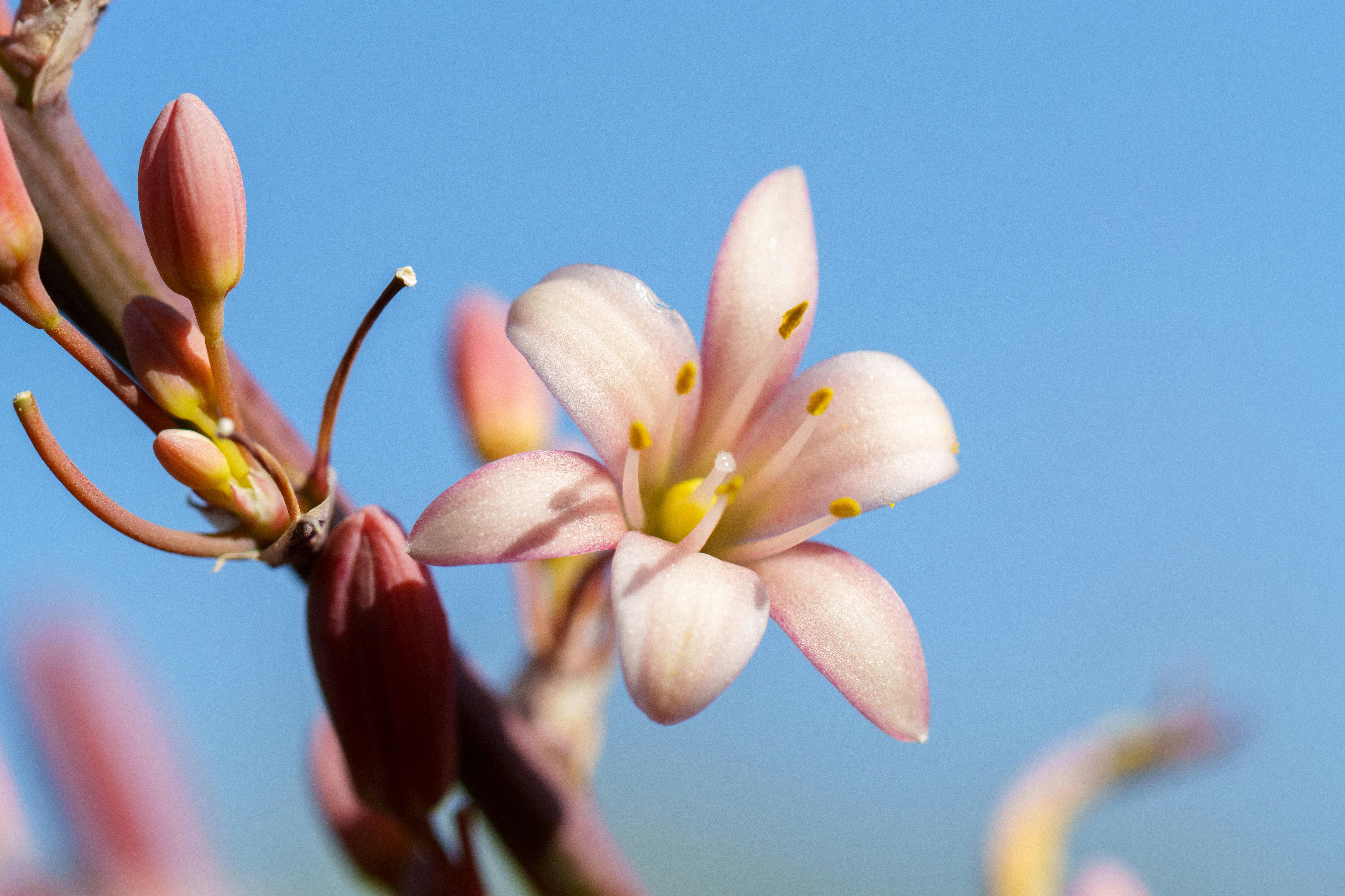 Soft Pink Blossom Reaching Toward a Clear Blue Sky