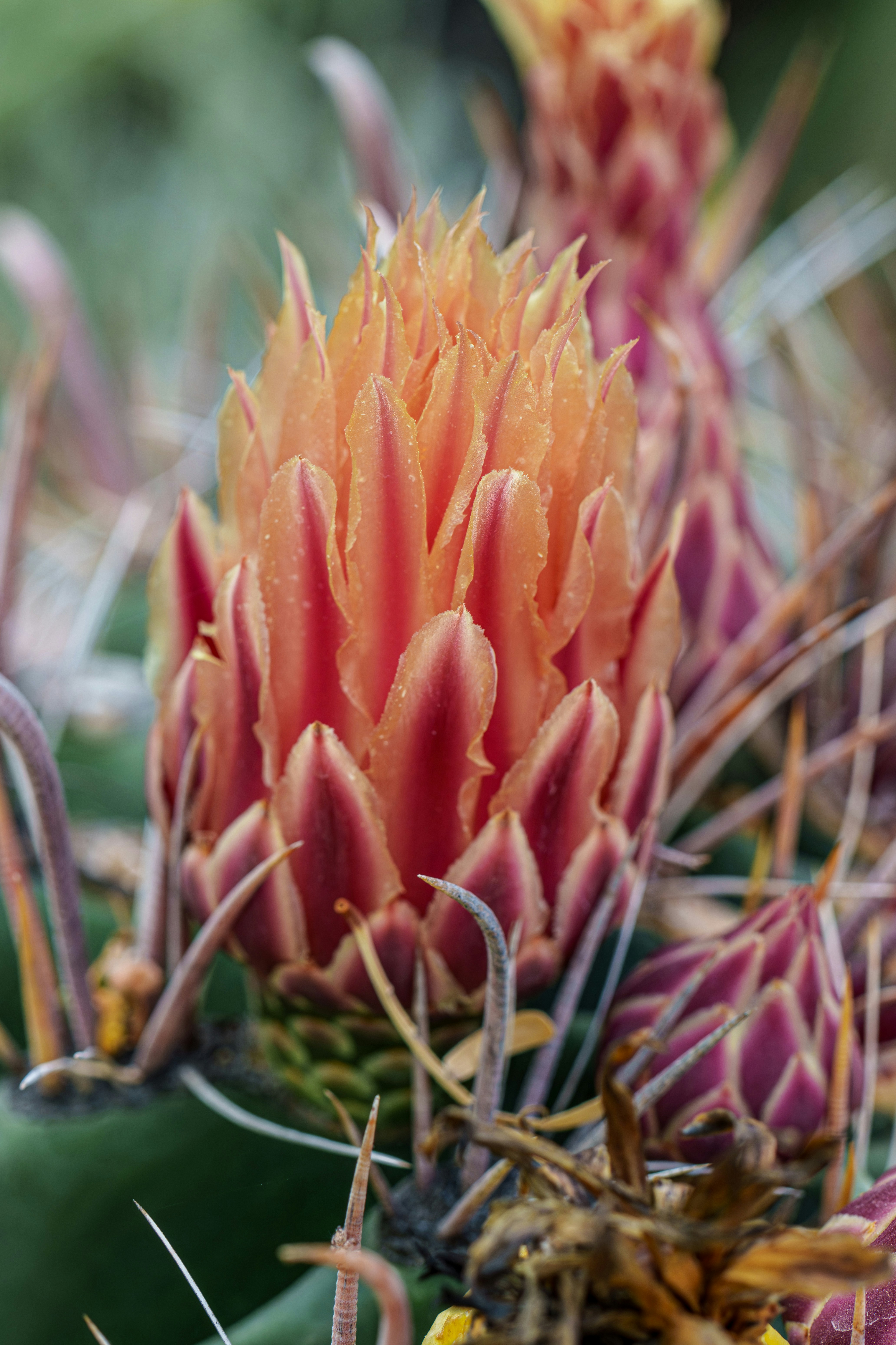 Fiery Crown: A Desert Bloom in Sharp Focus