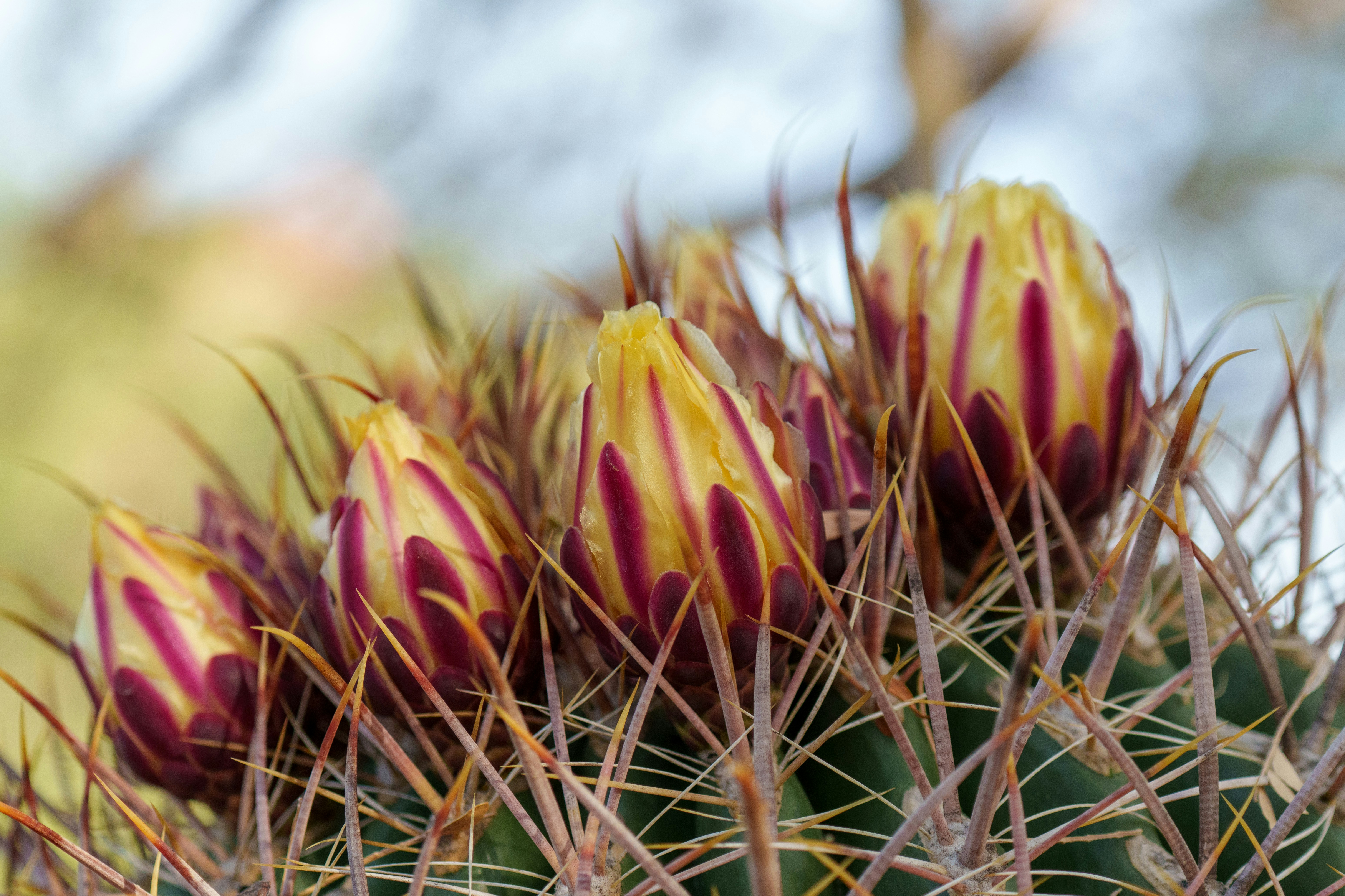Prickly Crown of Yellow-Red Blossoms on a Barrel Cactus
