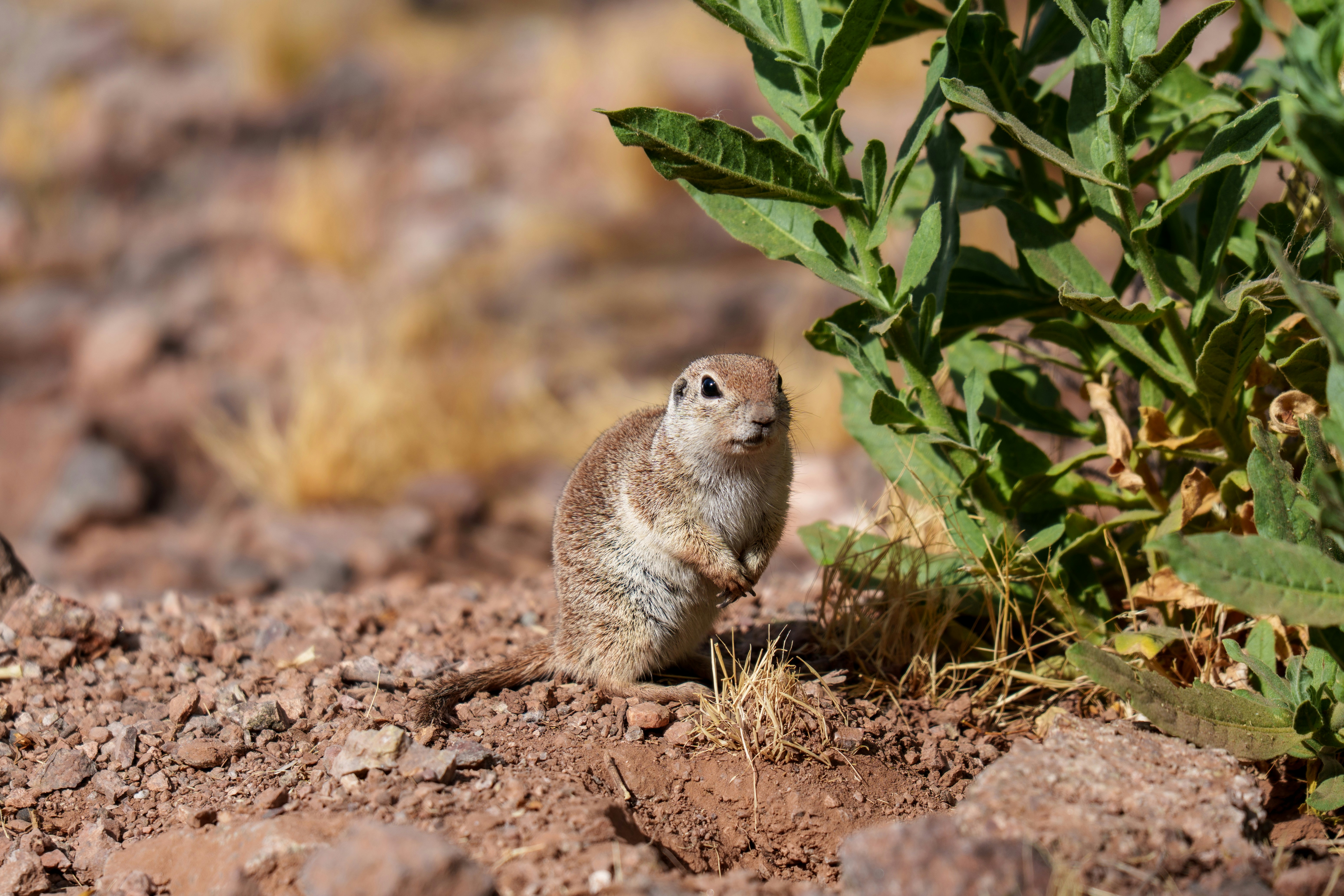 Desert Meadow Watch: A Lone Ground Squirrel Emerges Near Sparse Foliage