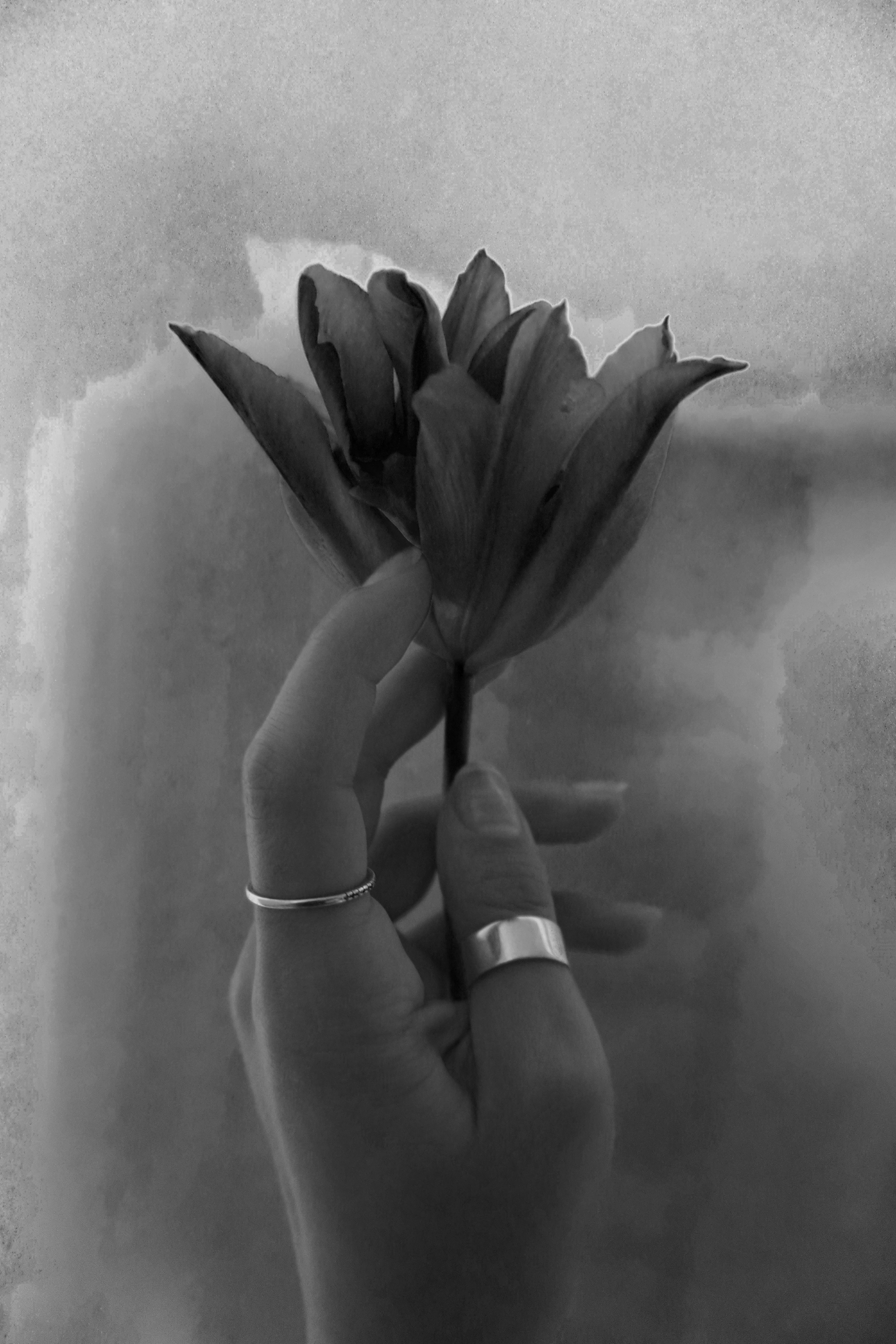 Petal Between Fingers: A Quiet Moment of Bloom