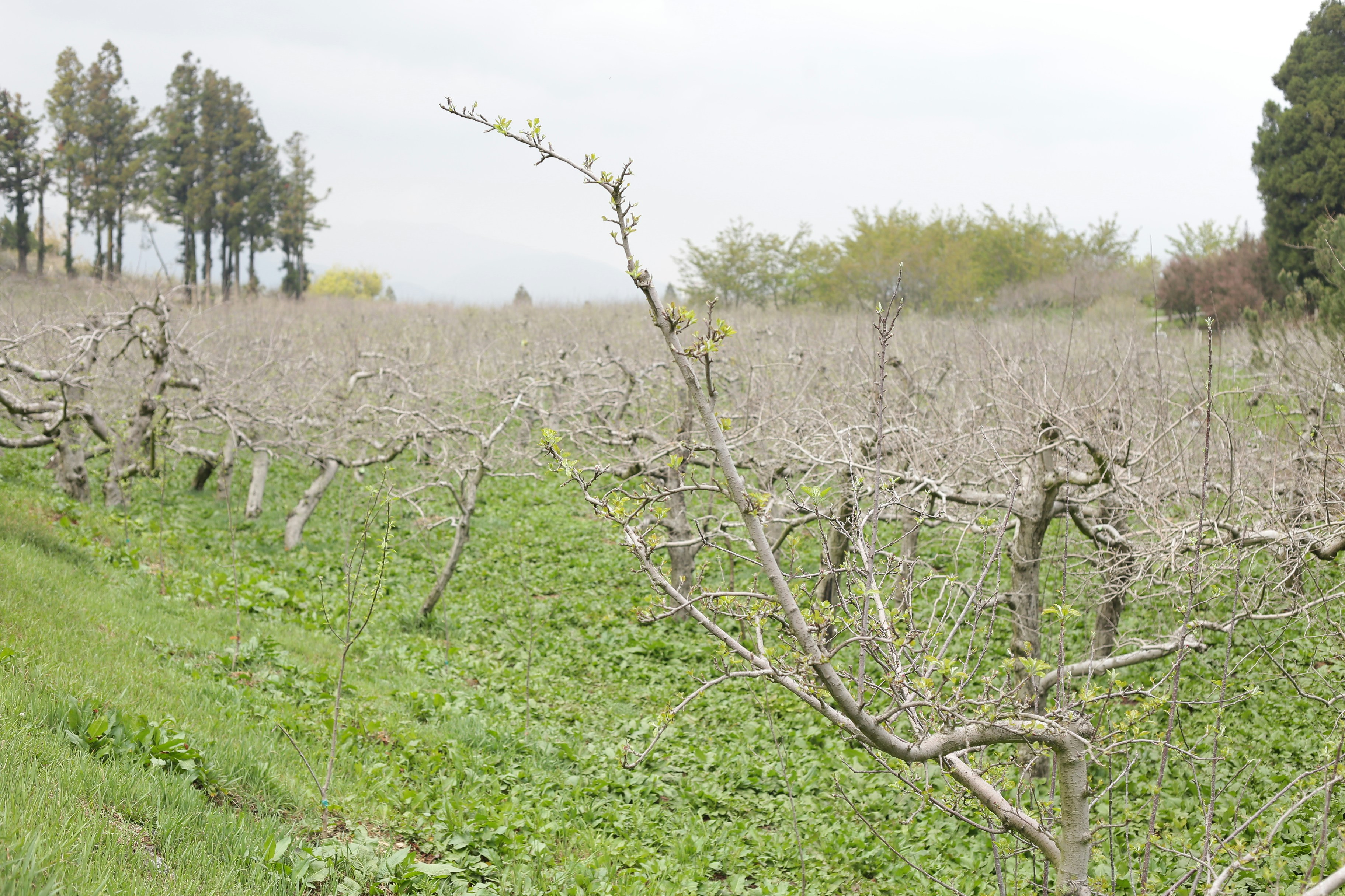 Winter Orchard Quiet: Pruned Rows Await Spring