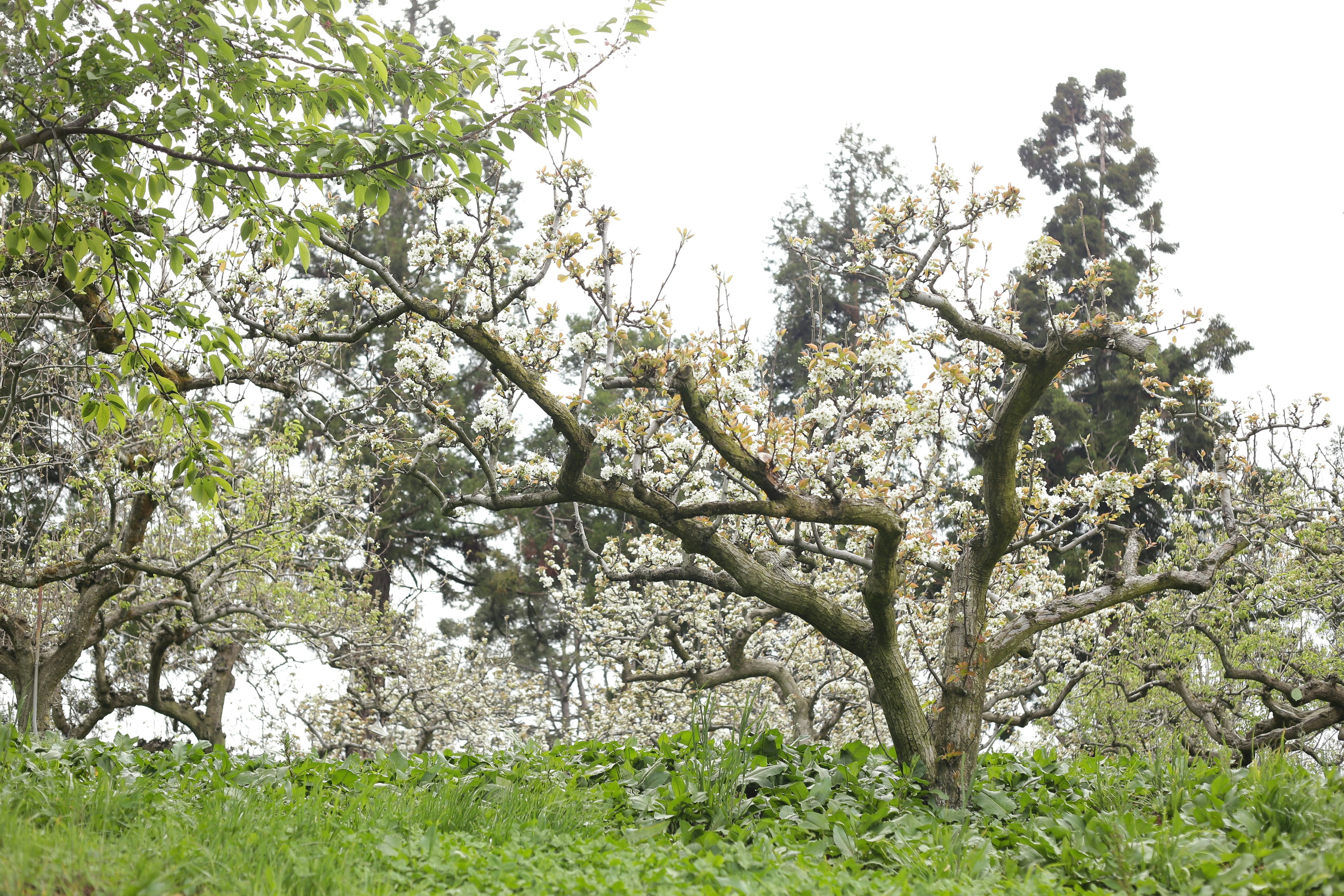 Blossom-White Canopy Over a Quiet Green Plain