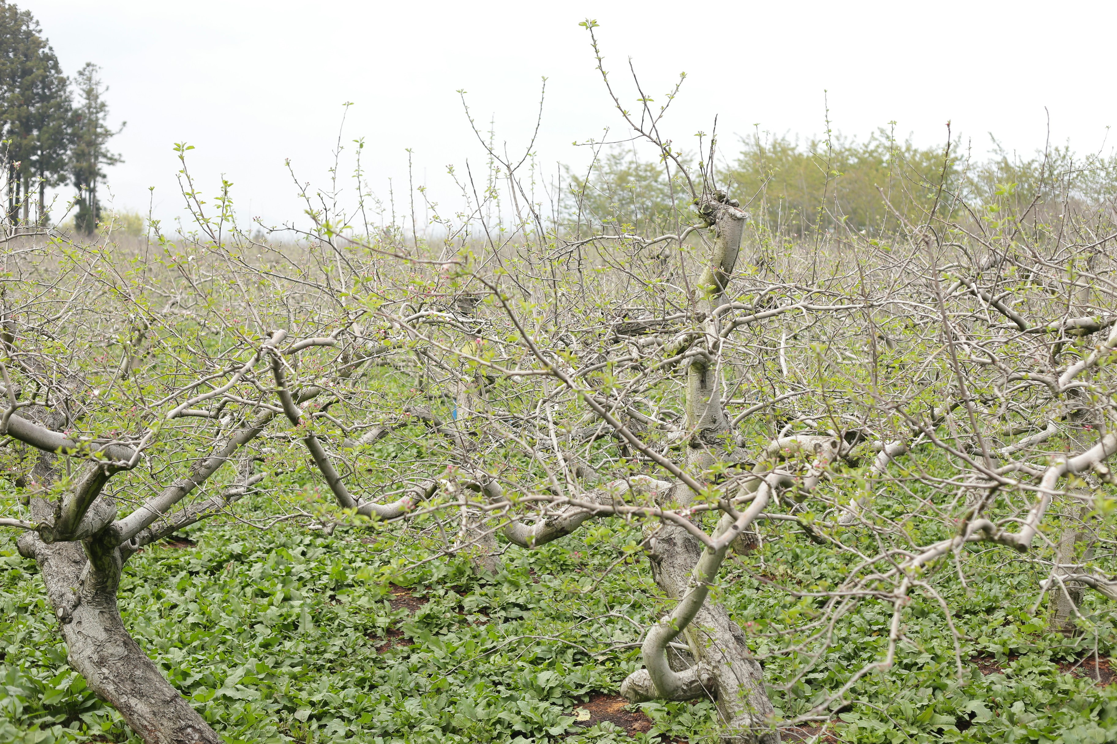 Orchard After Bloom: Gnarled Branches Across a Green Ground