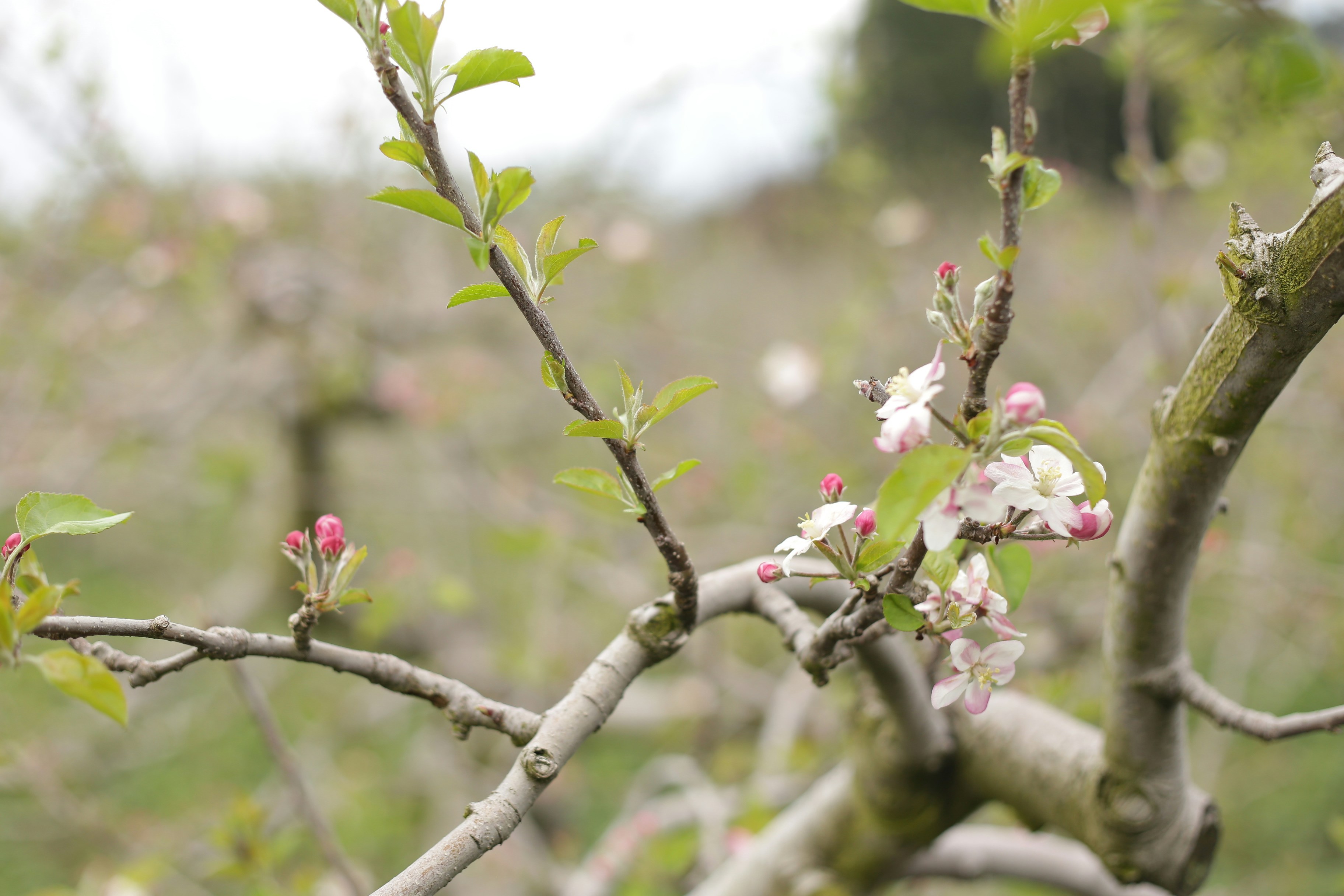 Blossoms Framing Quiet Branches at Dusk