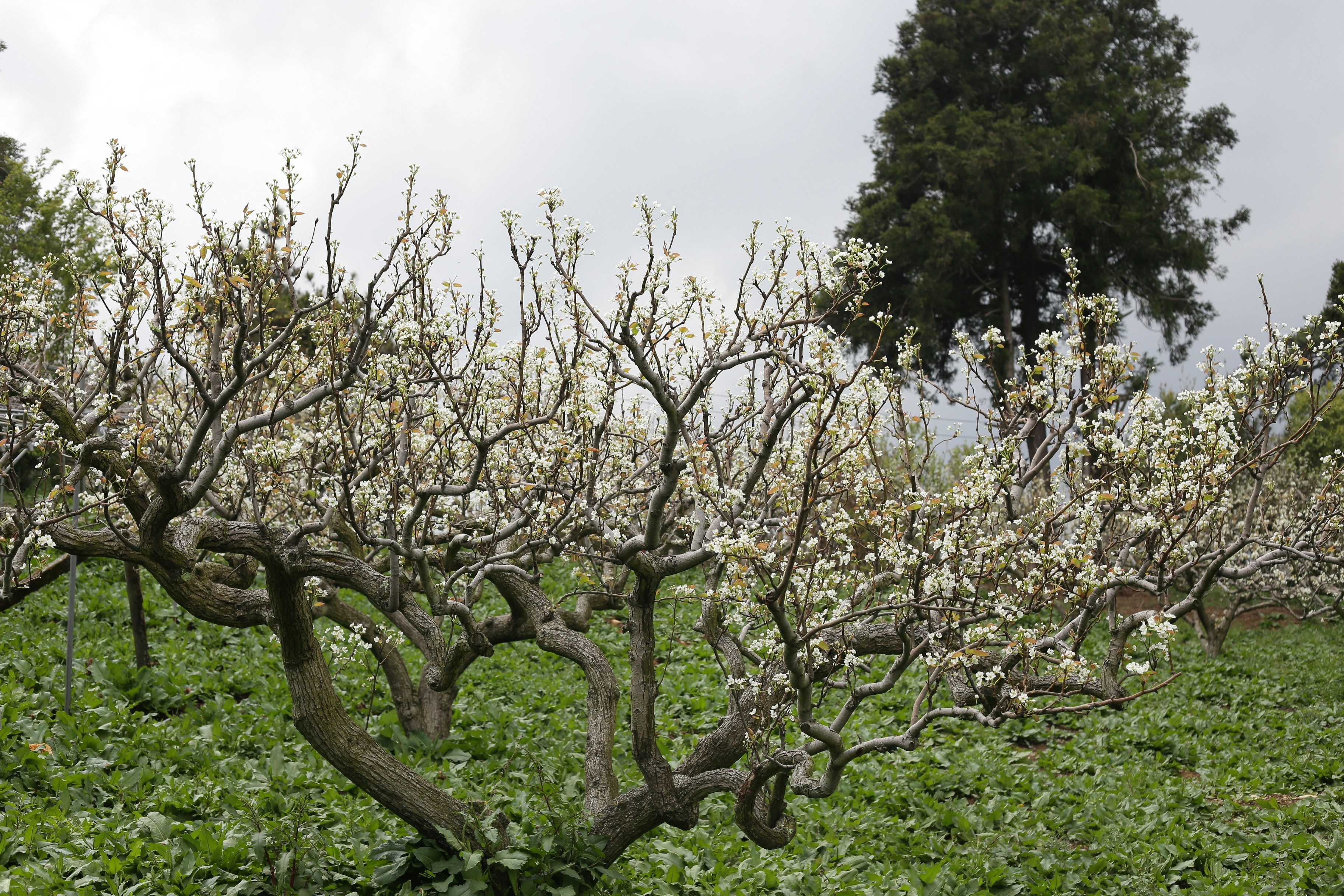 Blossom-Lined Orchard in Soft Spring Light
