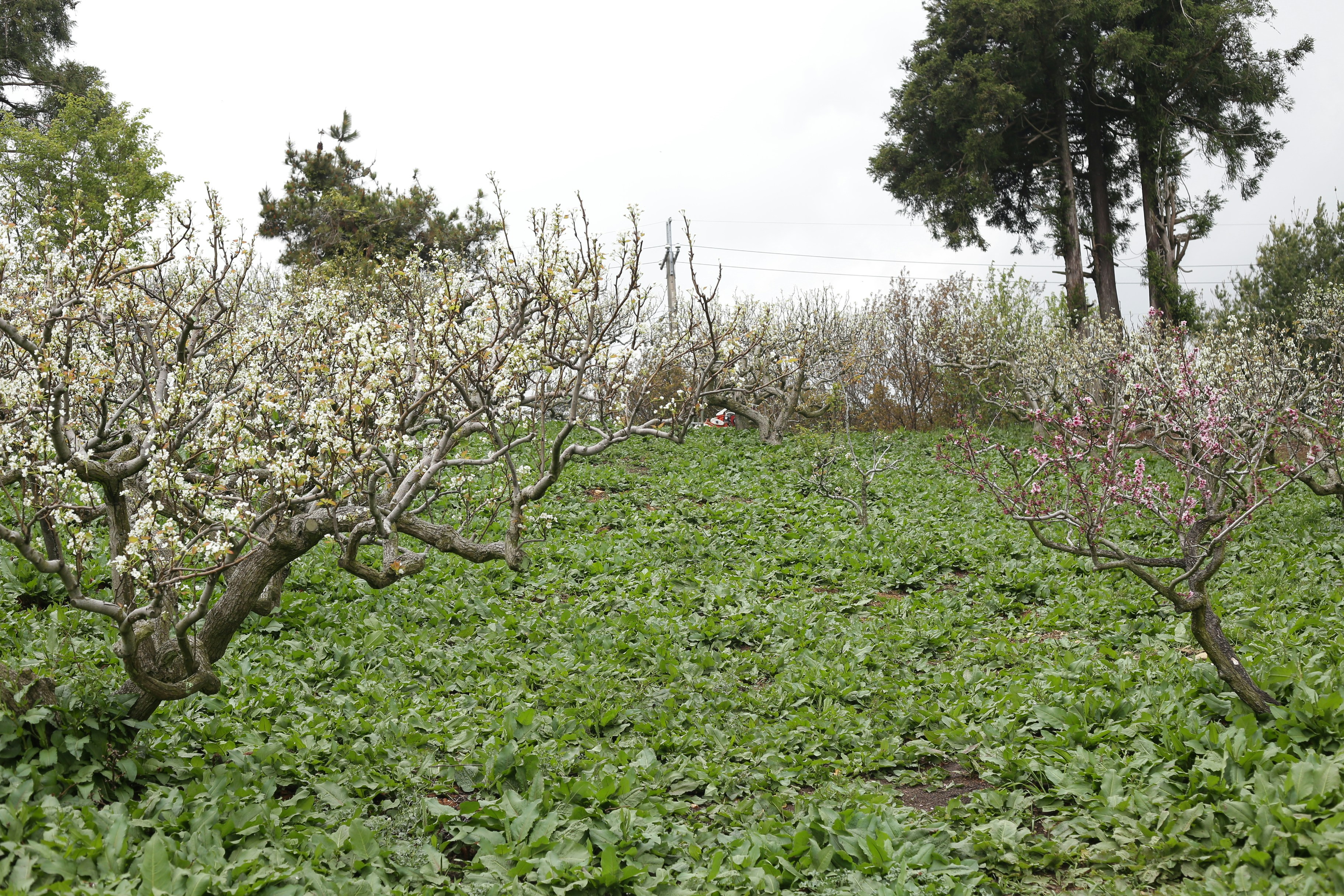 Blooming Orchard Corridor Over Green Groundcover