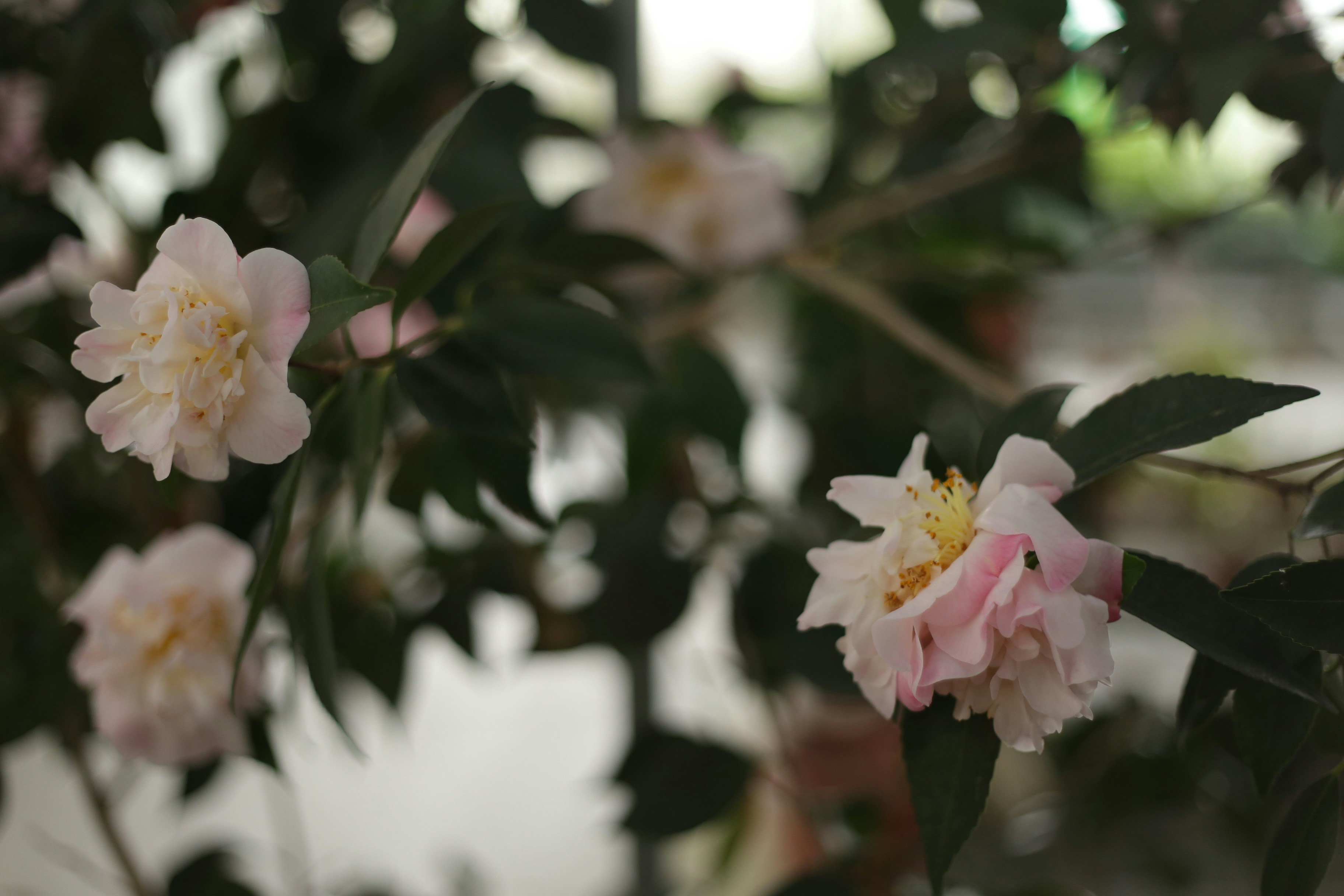 Soft Petals in Dappled Light