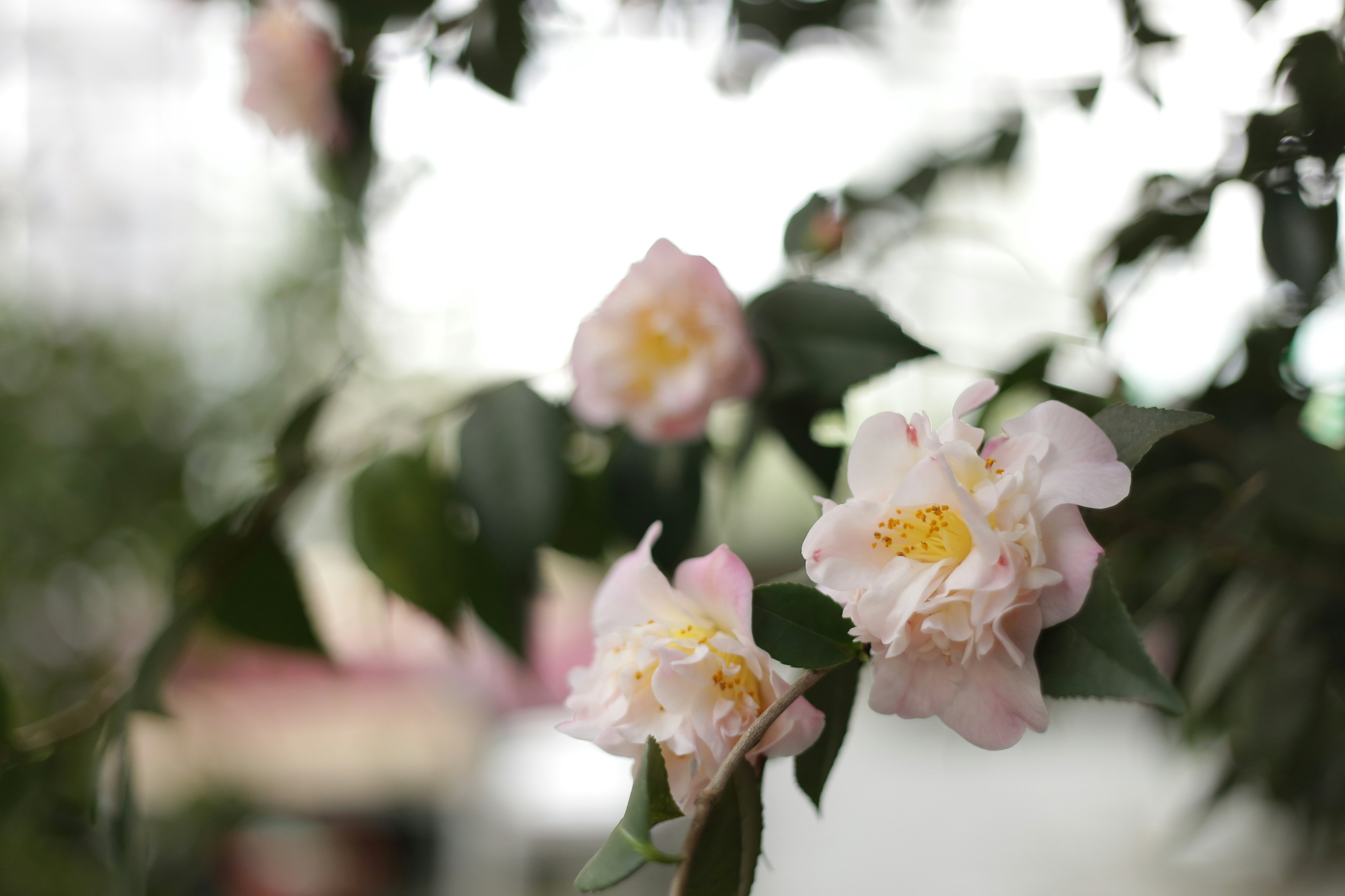 Soft Blooms on a Blurred Backdrop