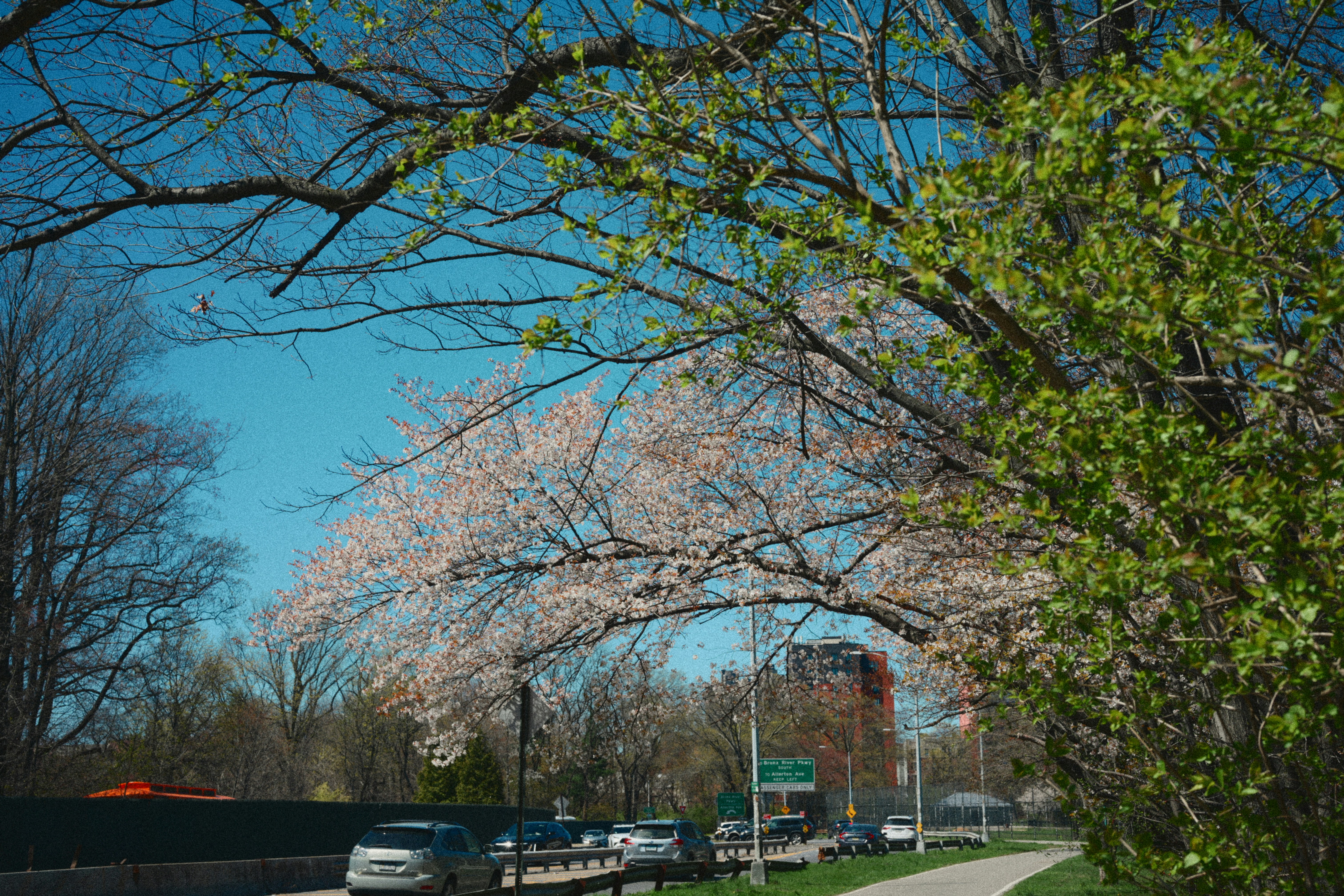 Blossoming canopy over a sunlit city street