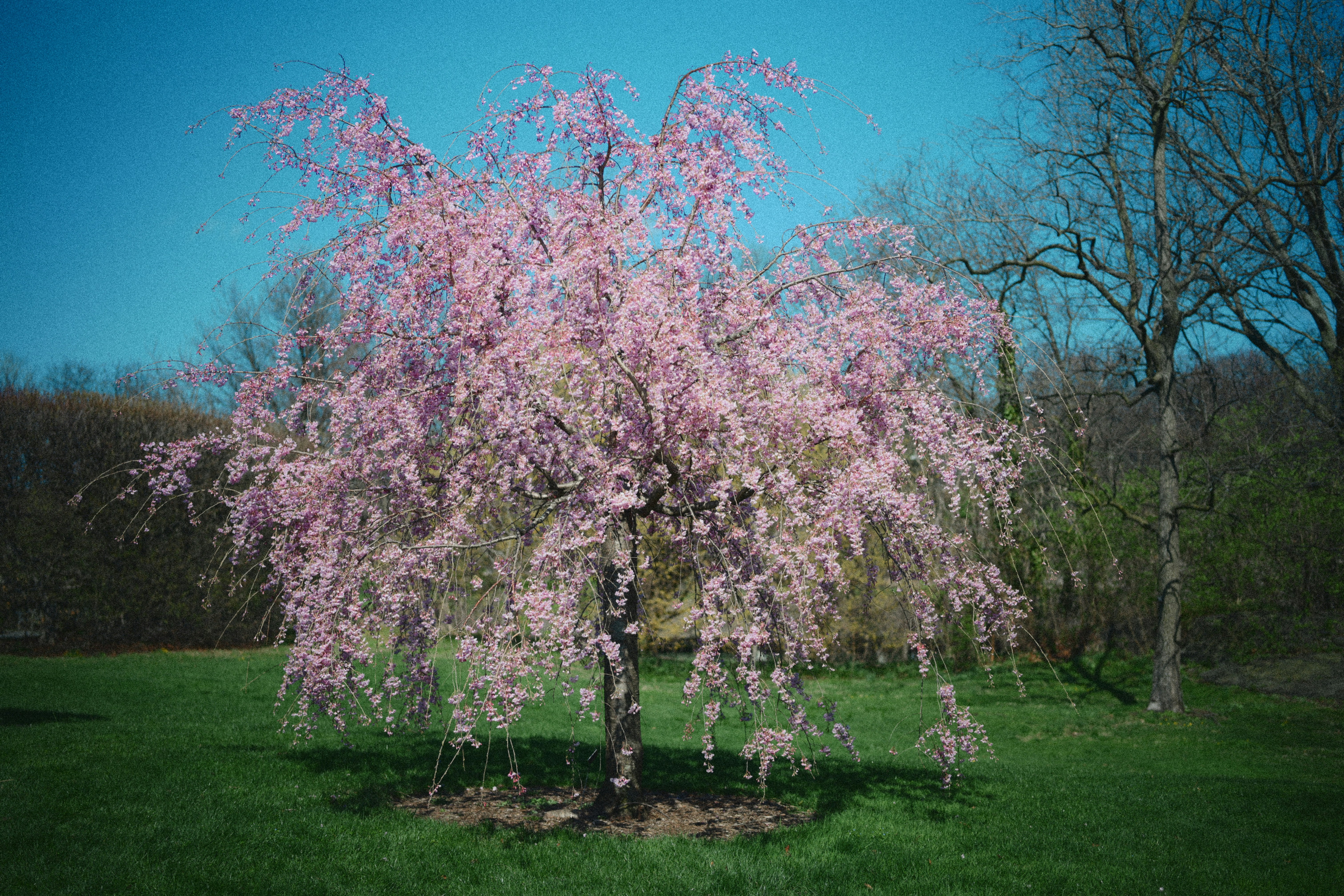 A weeping cherry tree in full bloom