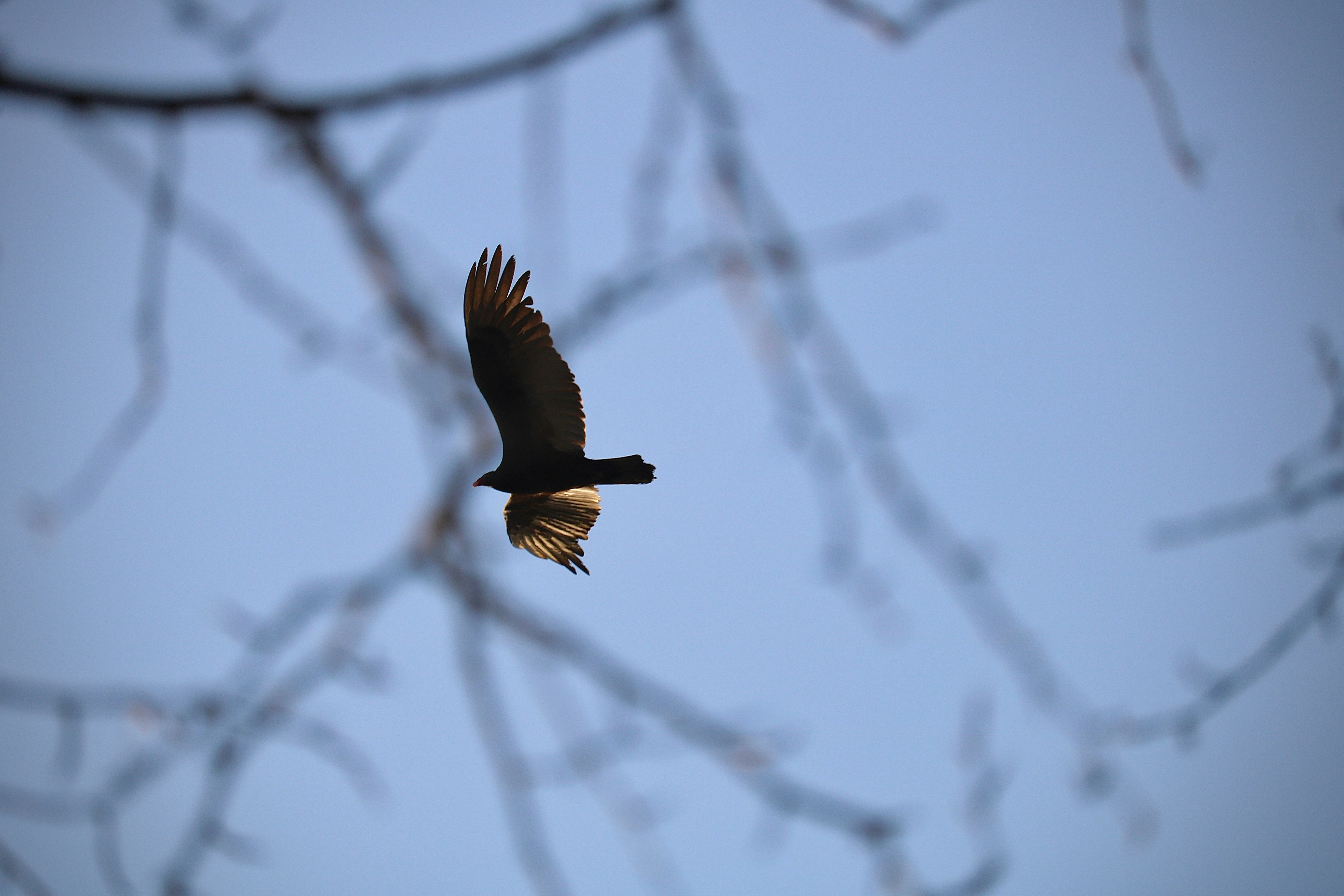 Mid‑air silhouette: raptor cutting through a pale blue winter sky