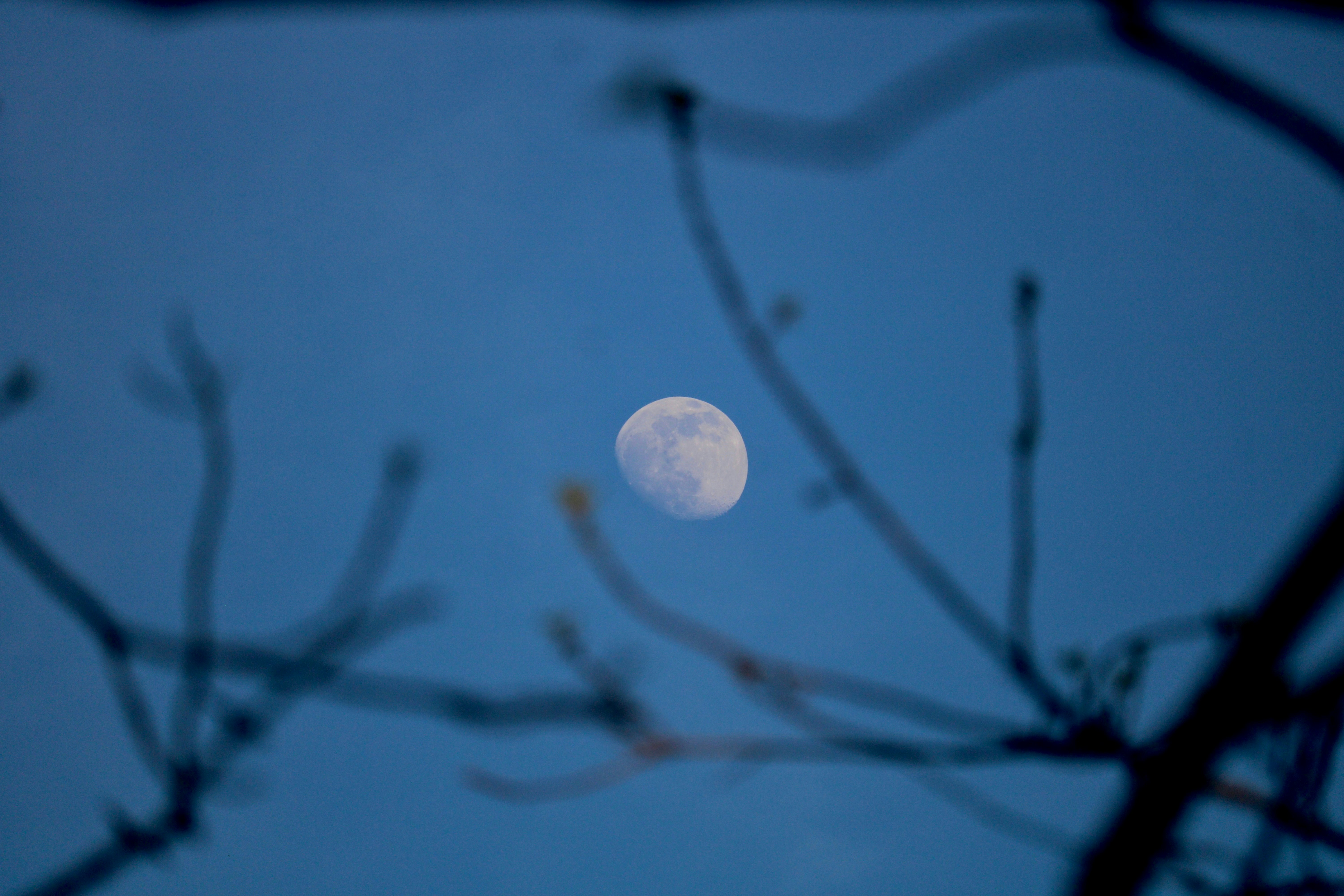 Moonlit Lattice: A Quiet Evening Amid Branches