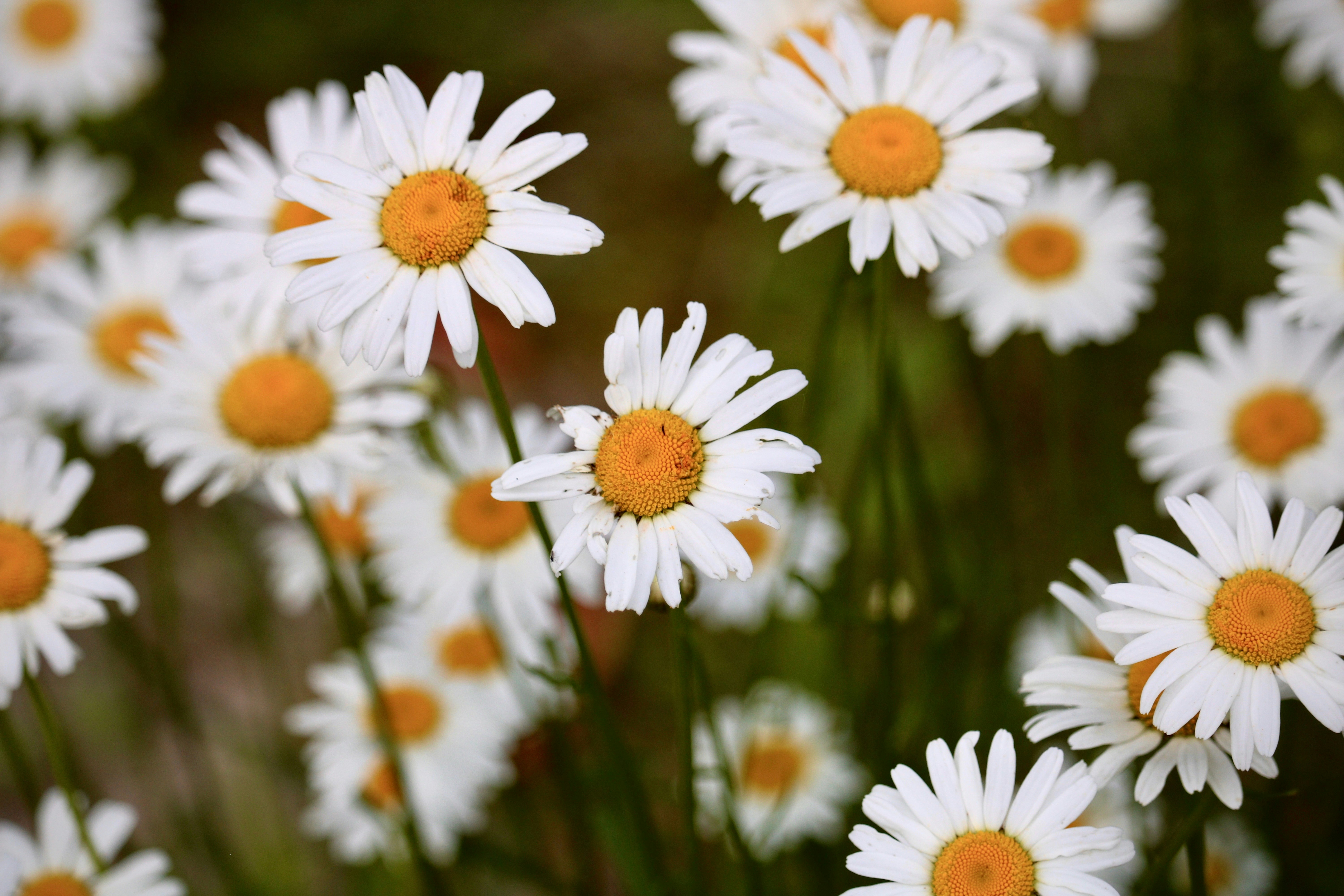 Field of White Daisies: A Sunlit Burst of Petals and Orange Centers