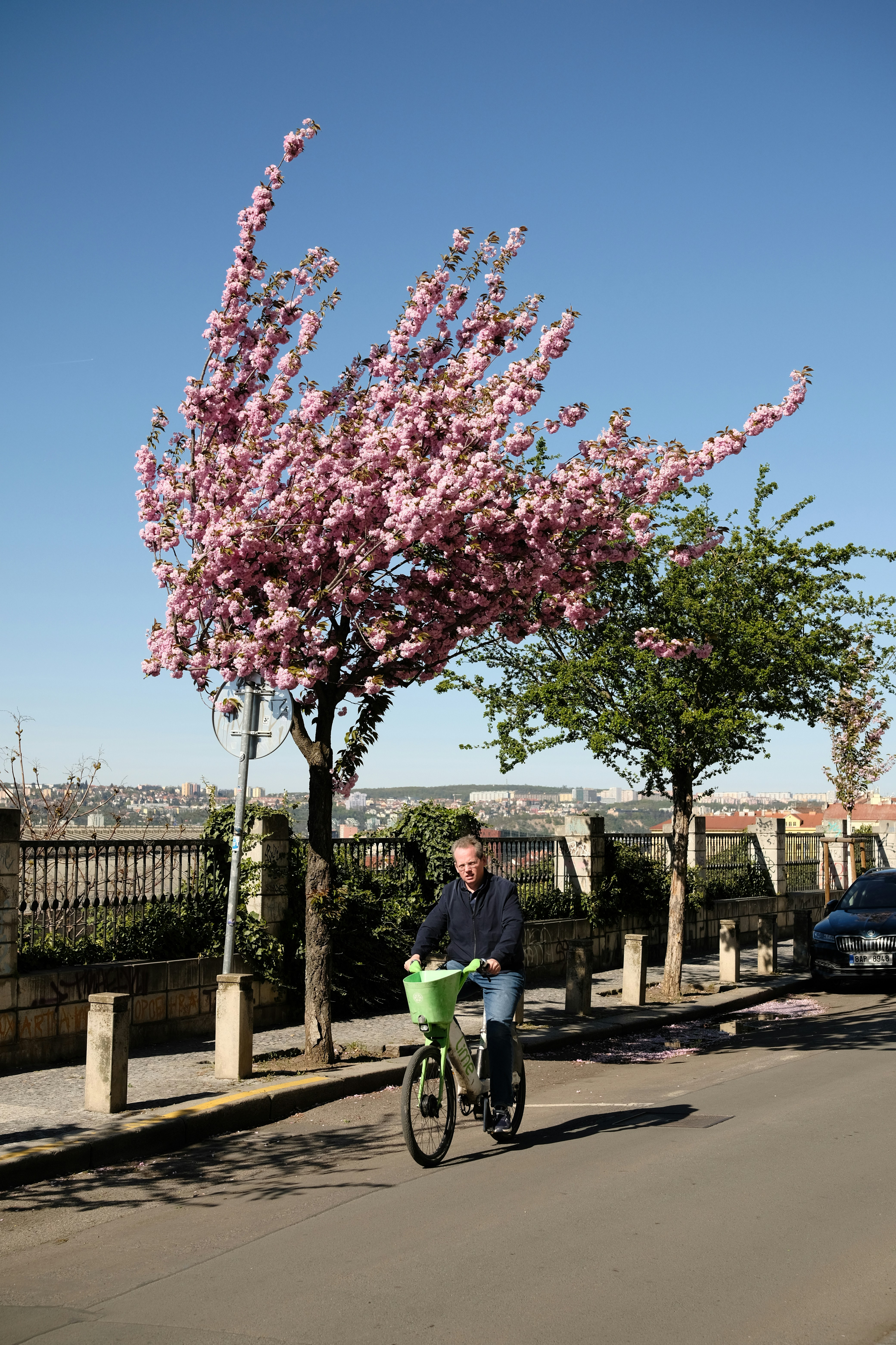 Blossoms and Bicycle on a Sunlit Riverside Lane