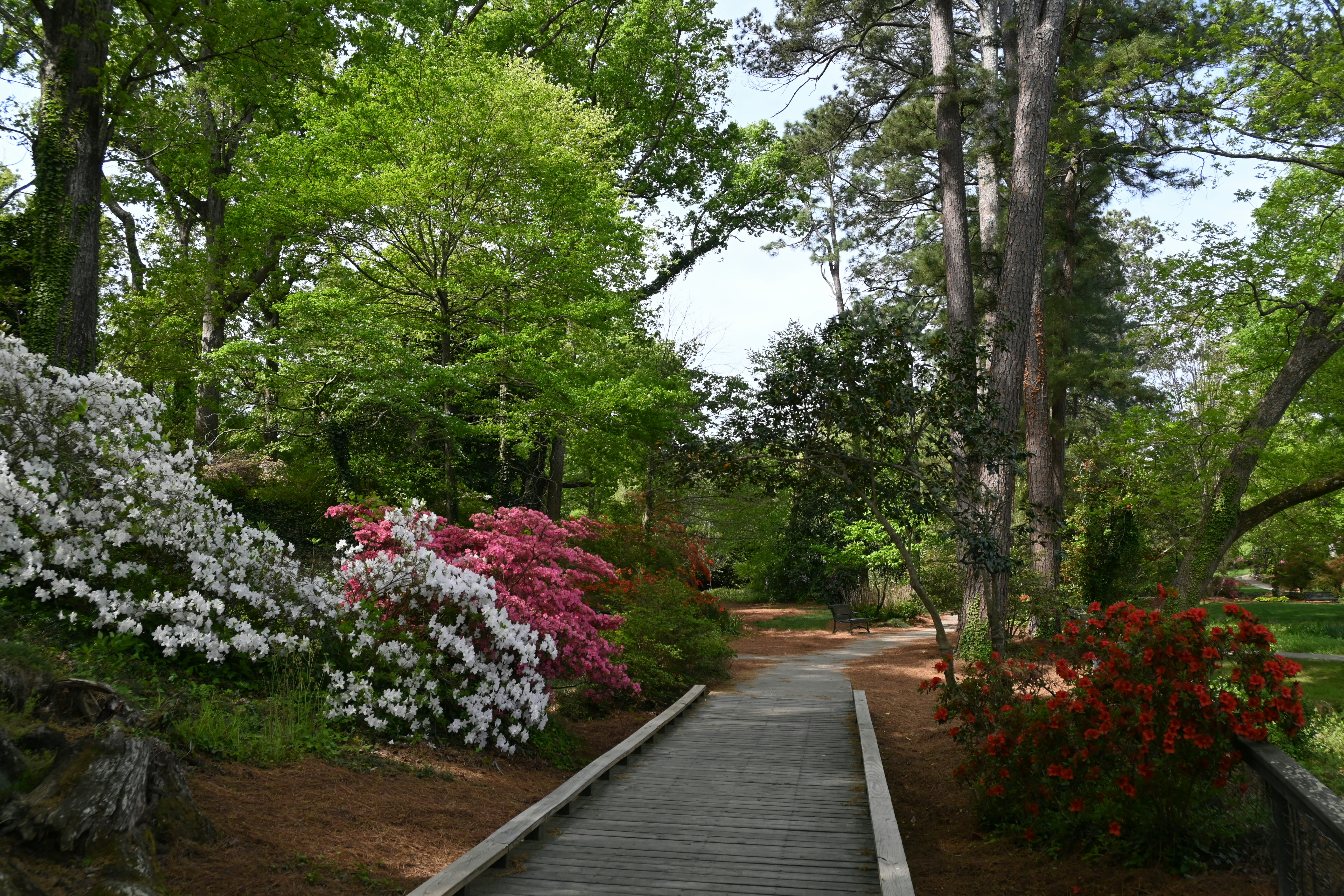 Forest Pathway Framed by Spring Blossoms