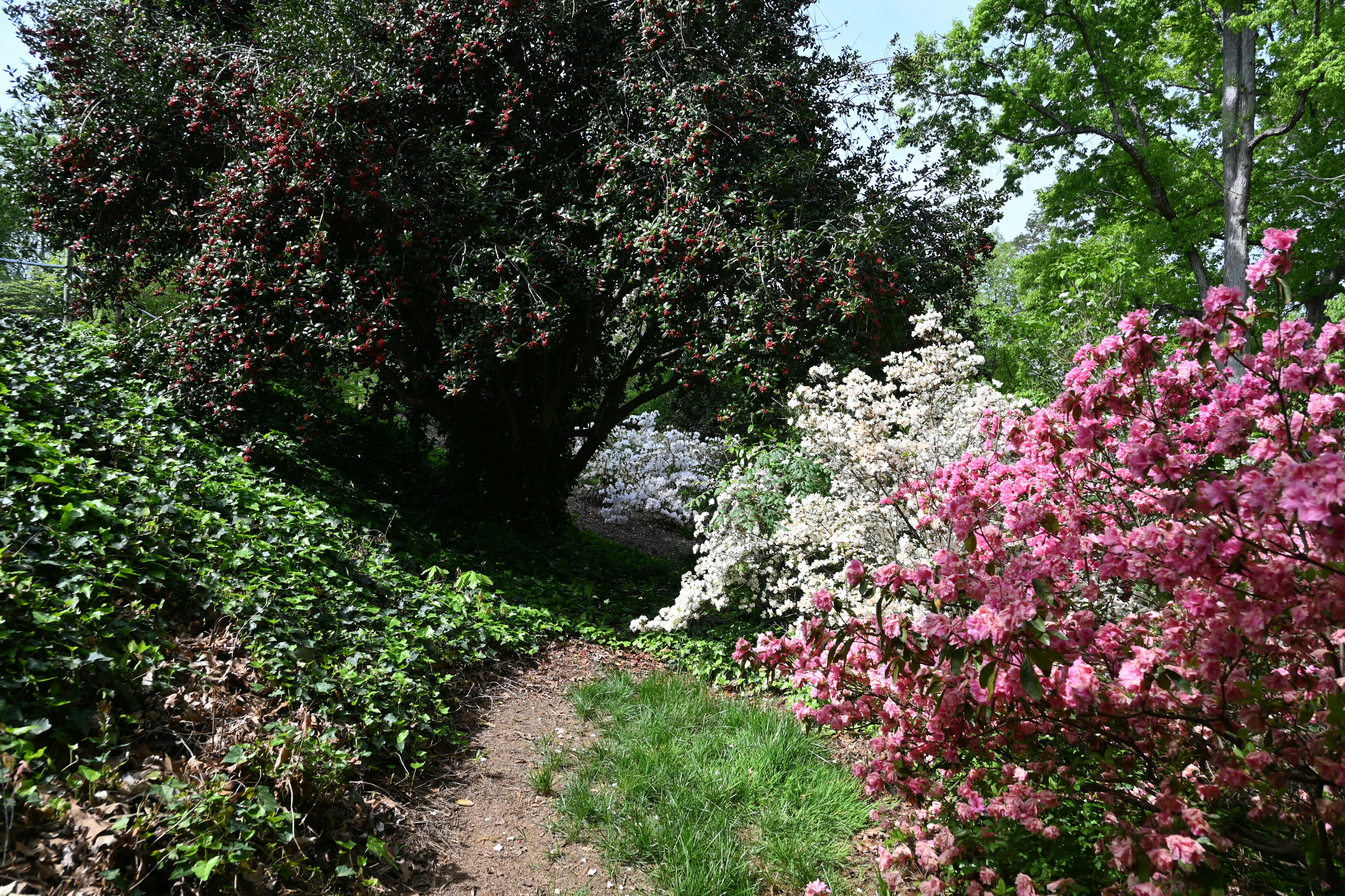 Sunlit Path Through a Bursting Spring Garden