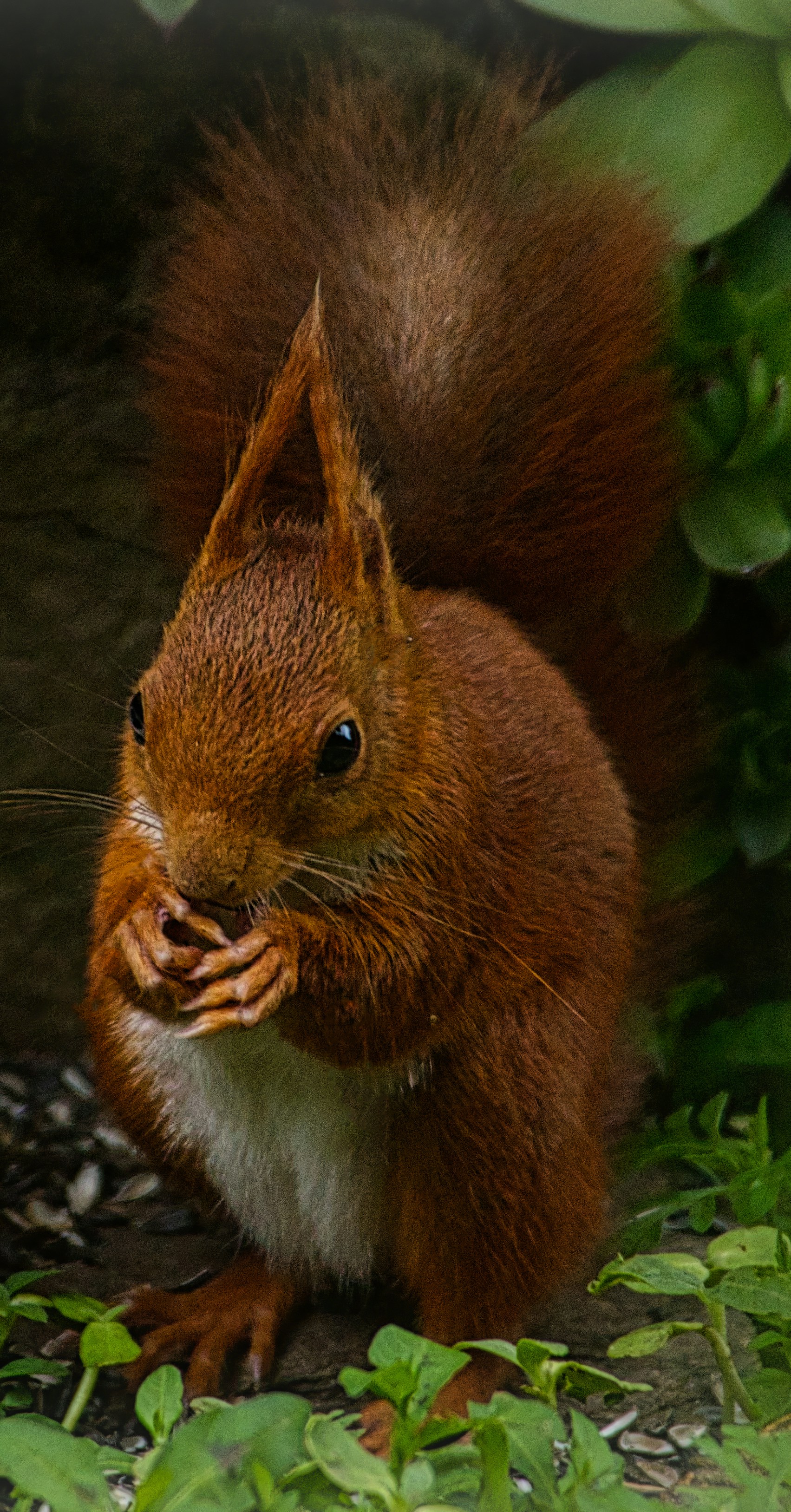 Nut-ritious Pause: A Squirrel’s Quiet Snack Moment