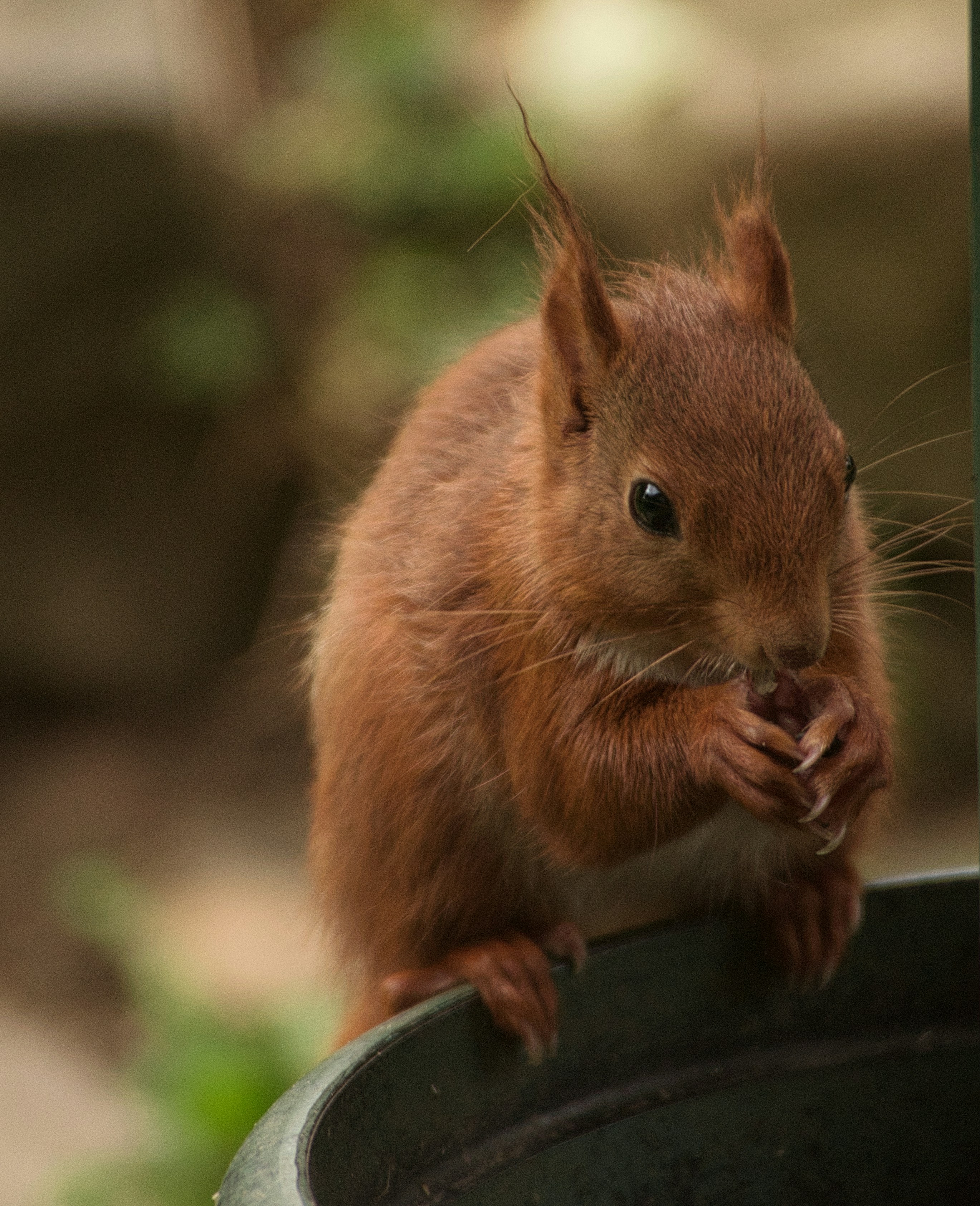 Squirrel at the Edge: a careful nibble by the water’s rim
