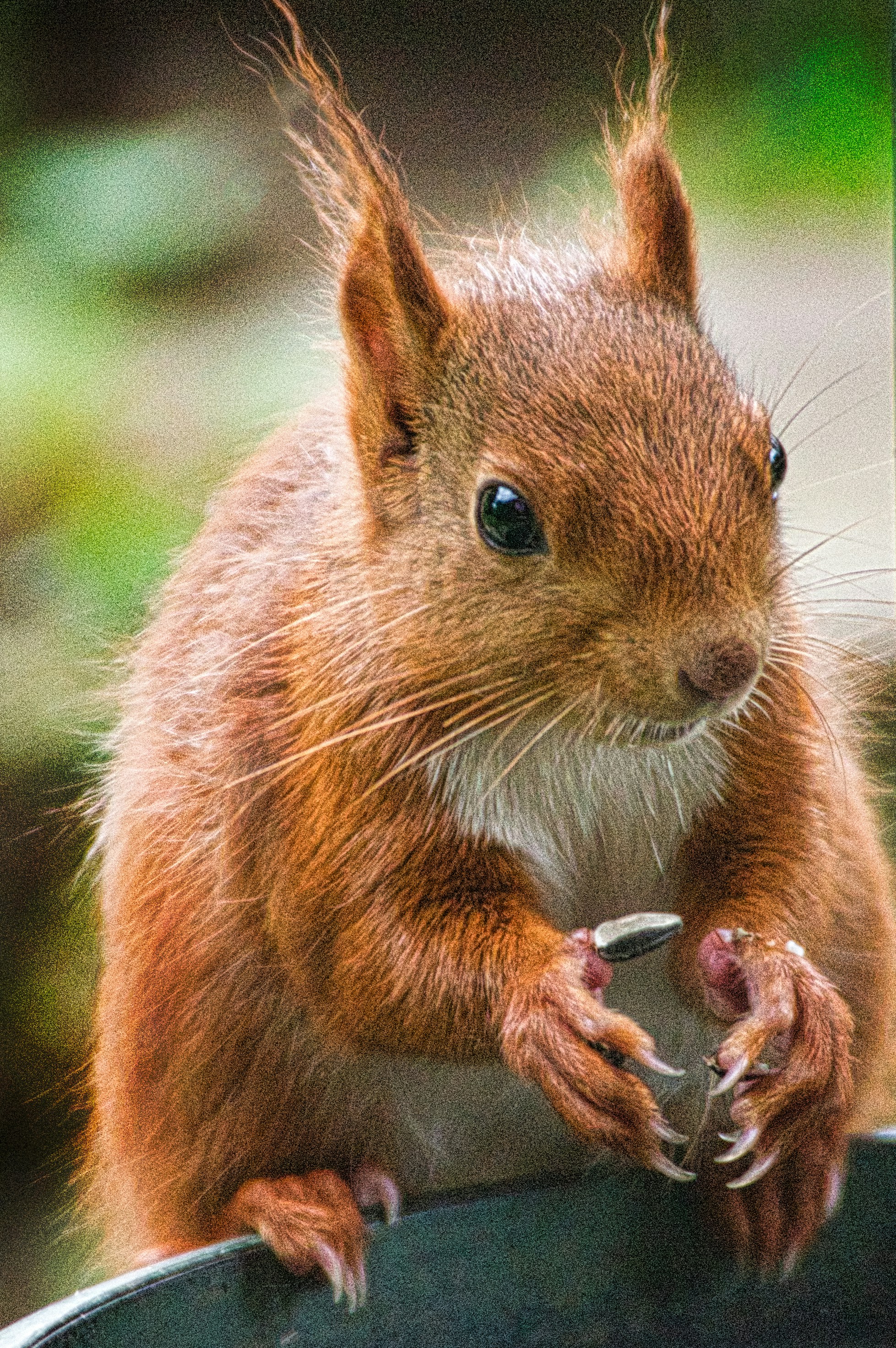 Squirrel Portrait: Glinting Eyes and Curious Claws