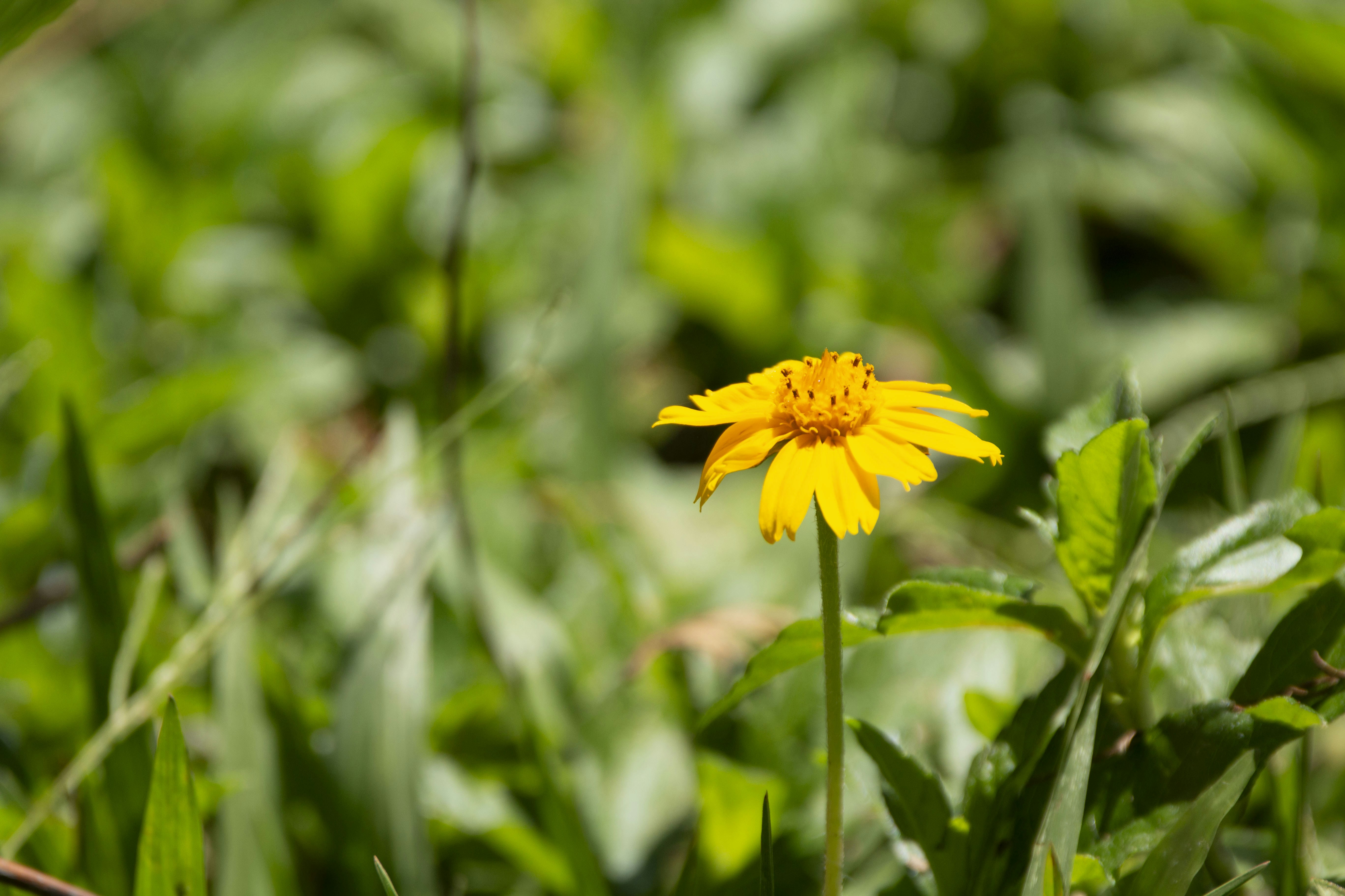 Golden Bloom in a Sea of Green