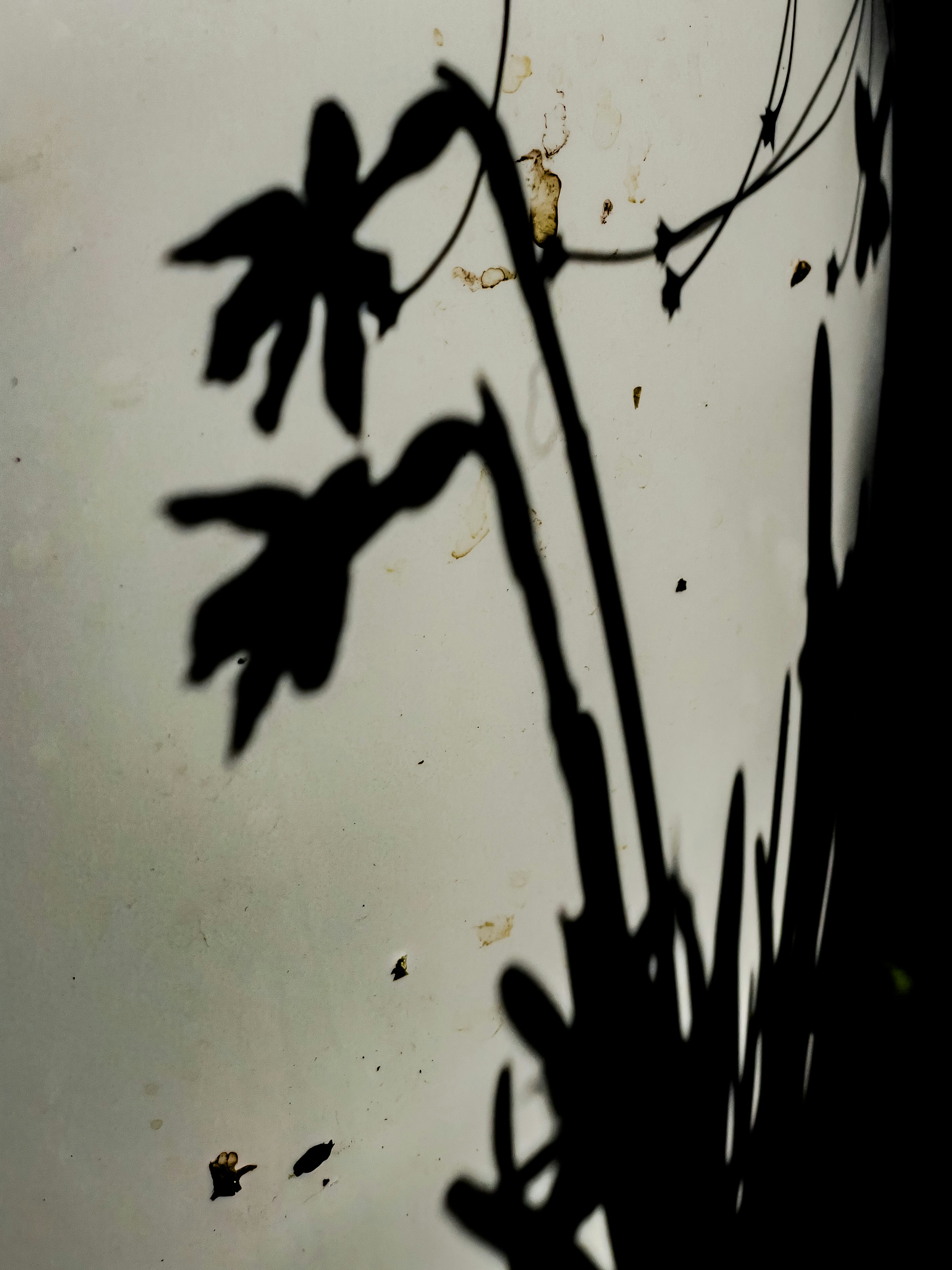 Silhouetted Sprigs on a Painted Surface
