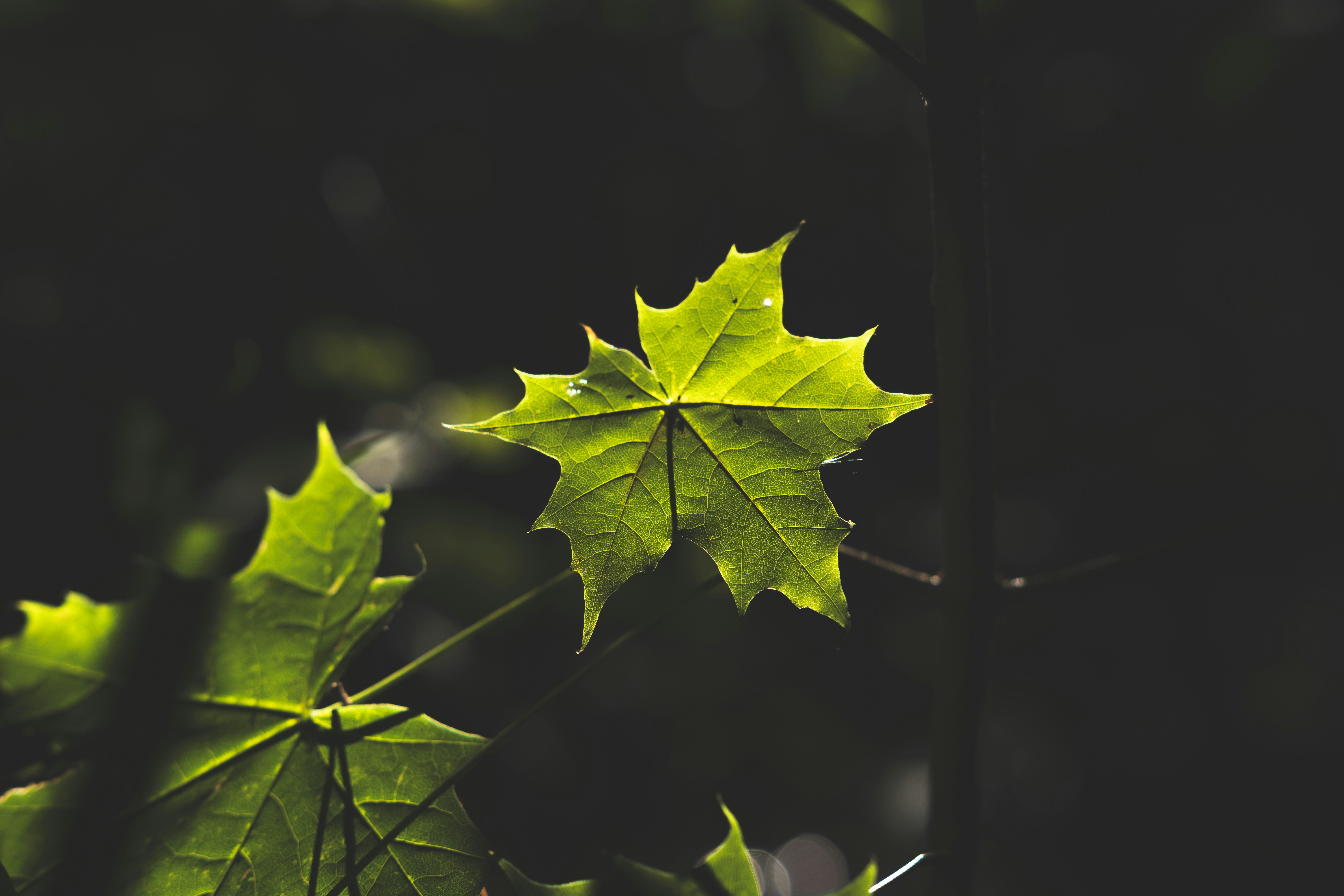 Luminous Maple: a single leaf in sharp focus against a shadowed backdrop
