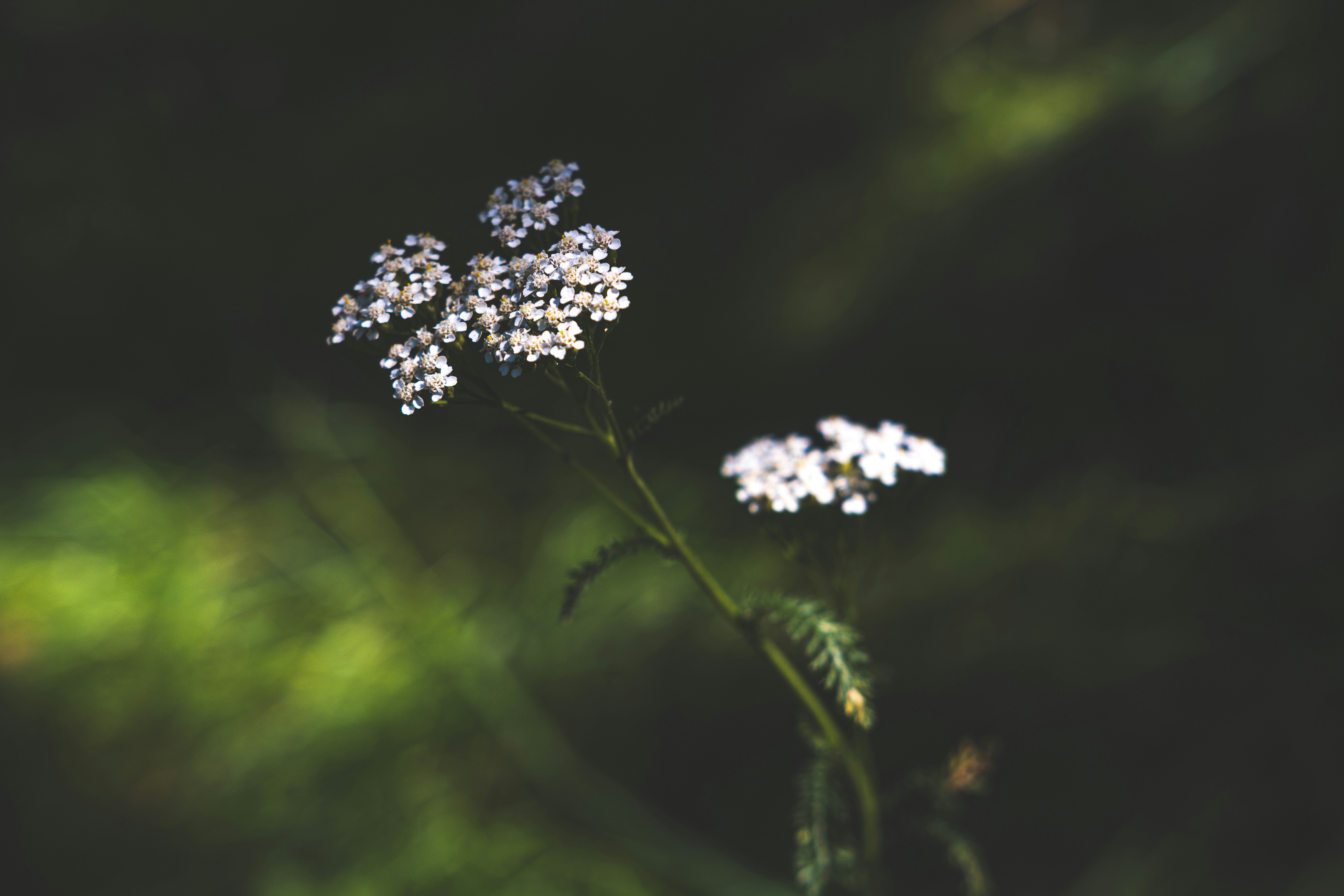 Whispering Clusters: Delicate White Flowers in Soft Backlight