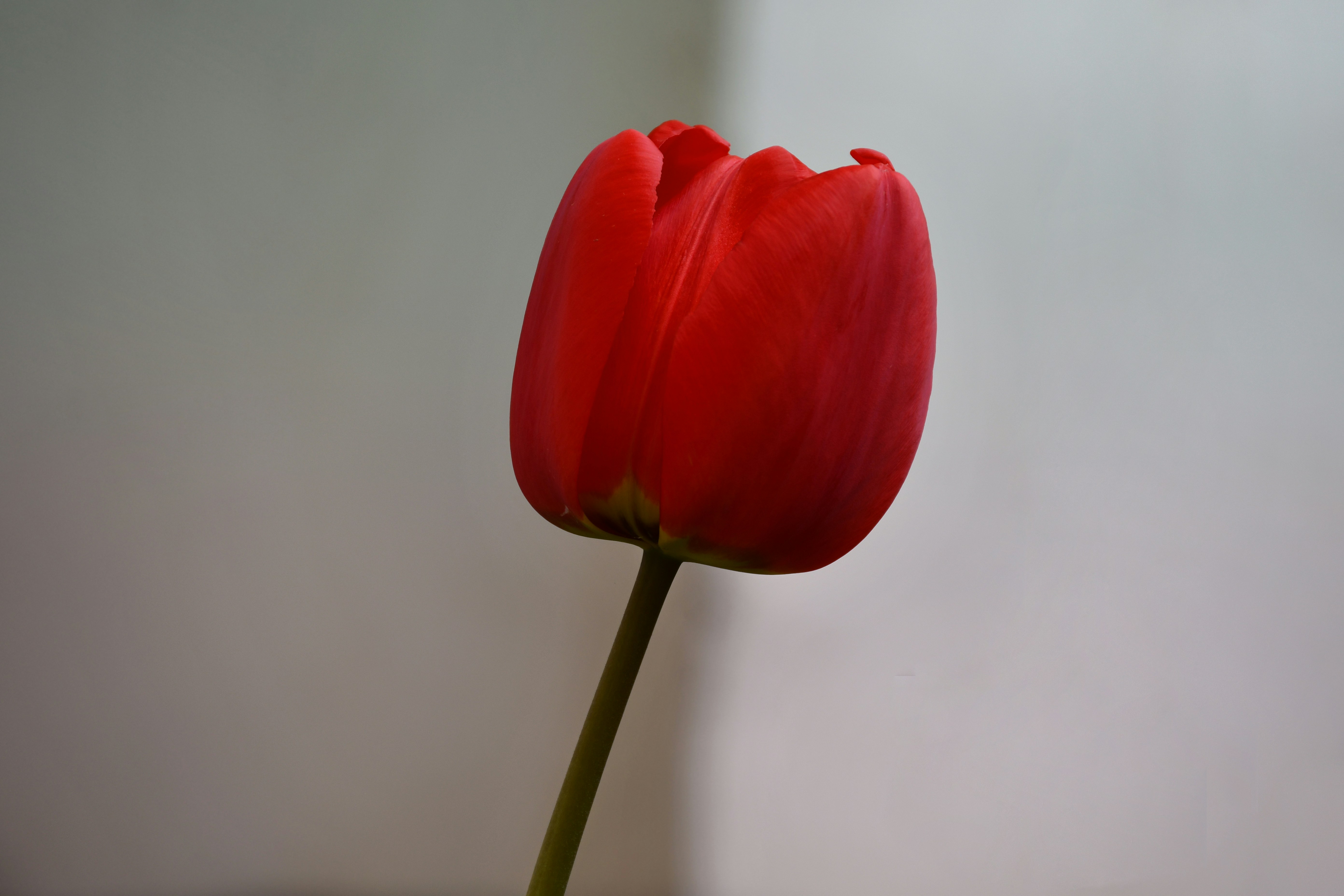 Red Tulip in Soft Focus: A Minimalist Portrait of Spring