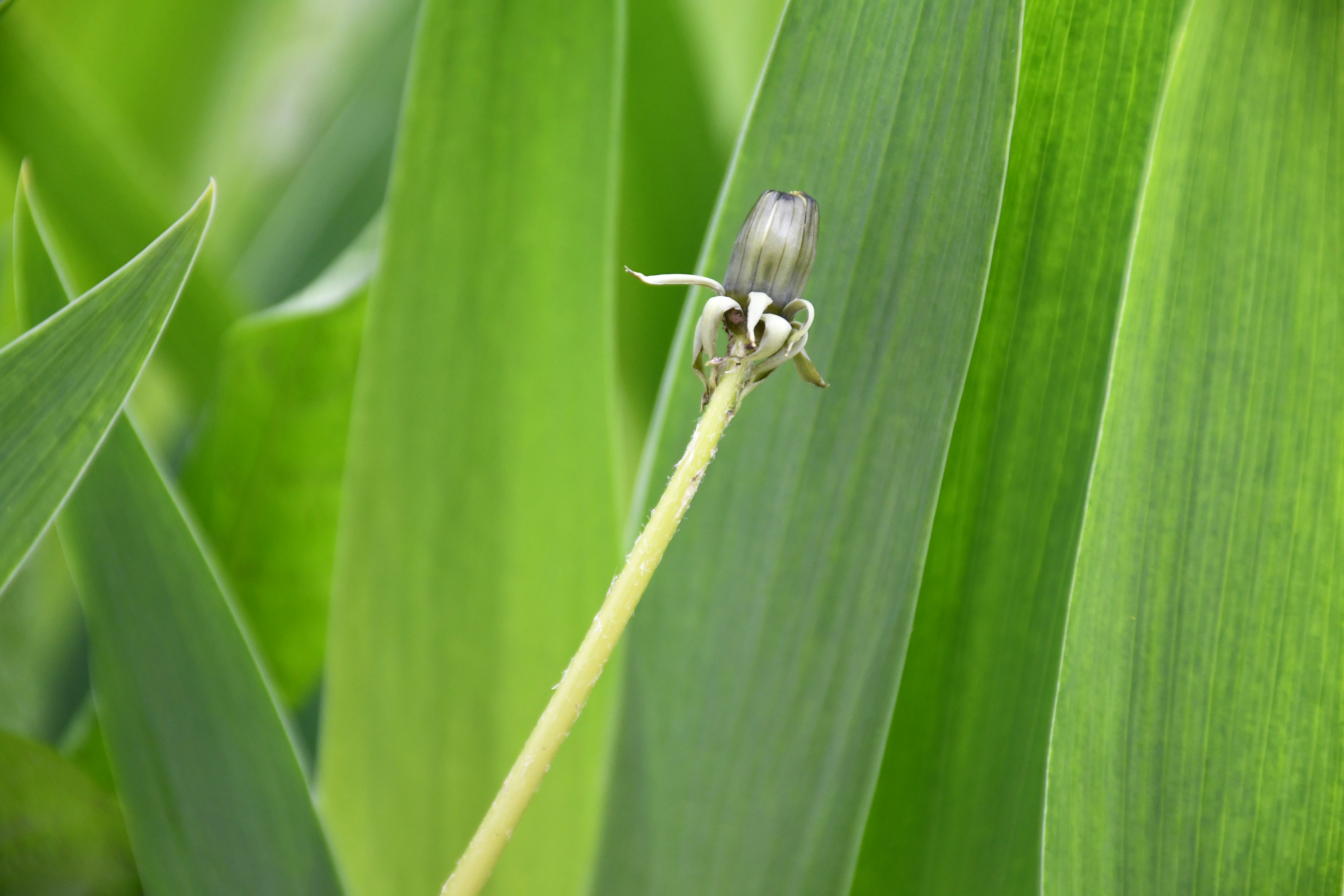 Emerging Bud on a Green Corridor