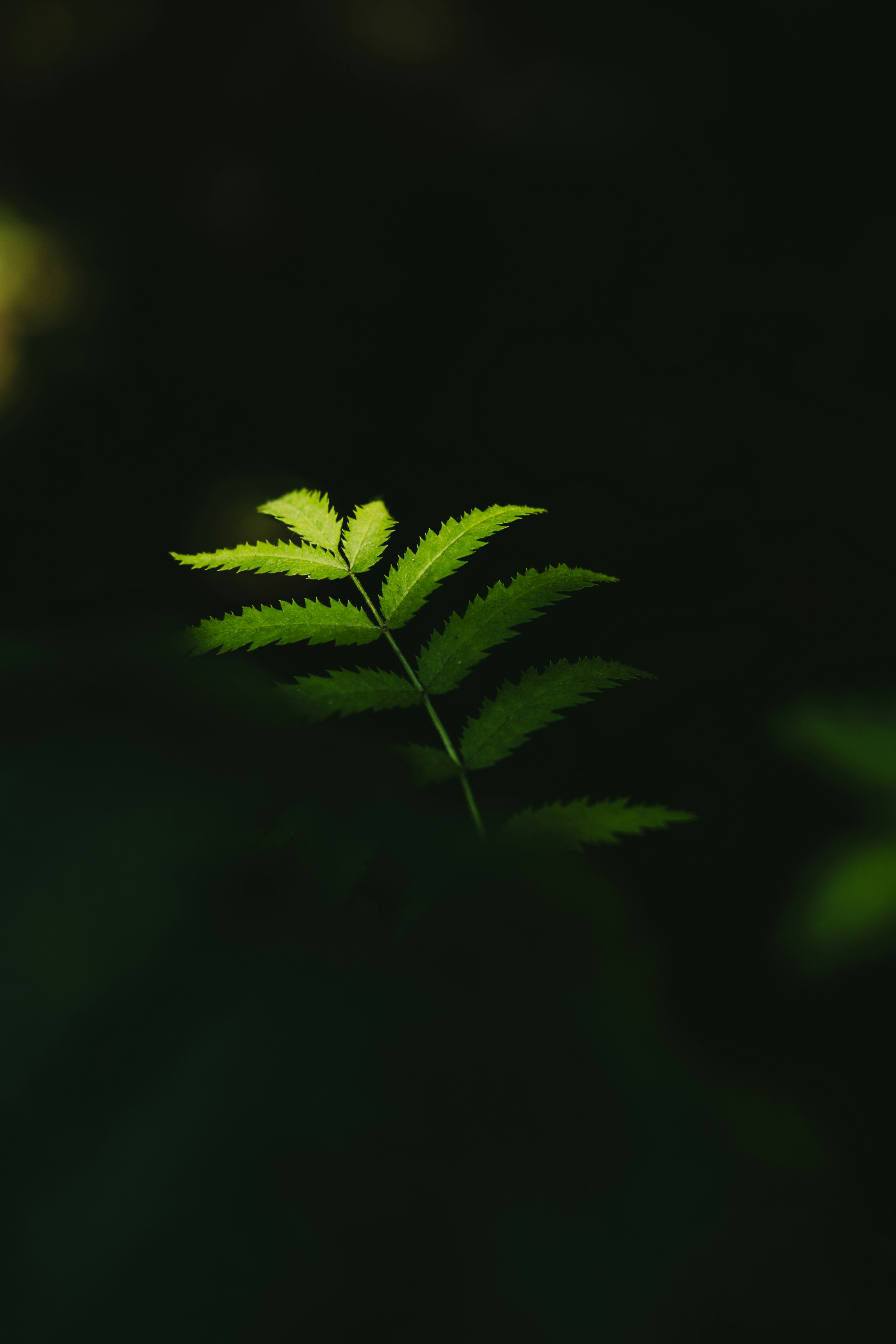 Luminous Fern Frond Reaching Through the Dark